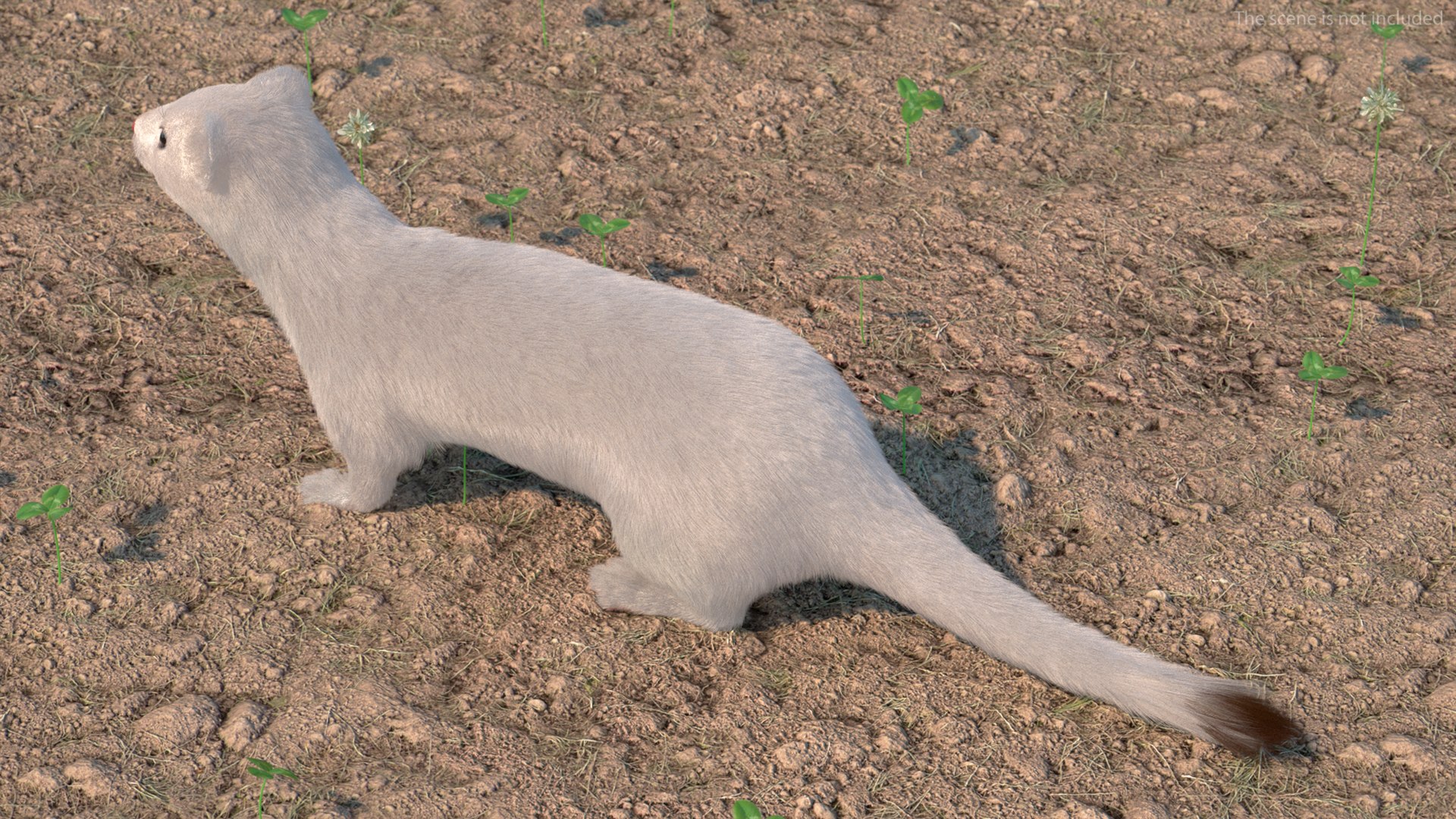 Ermine Winter Coat Fur 3D Model - TurboSquid 2206699