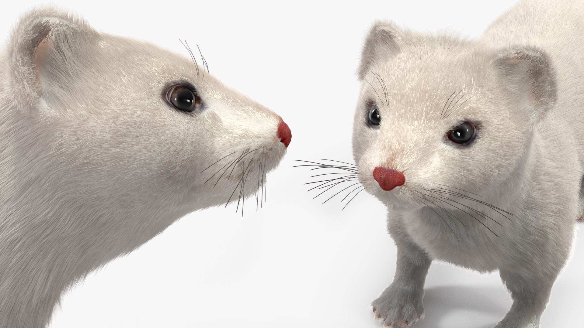 Ermine Winter Coat Fur 3D Model - TurboSquid 2206699