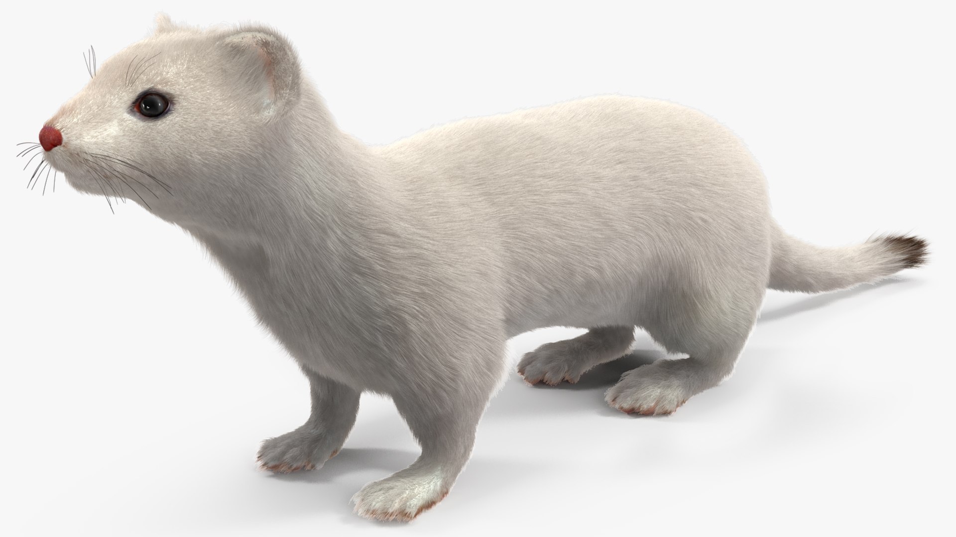 Ermine Winter Coat Fur 3D Model - TurboSquid 2206699
