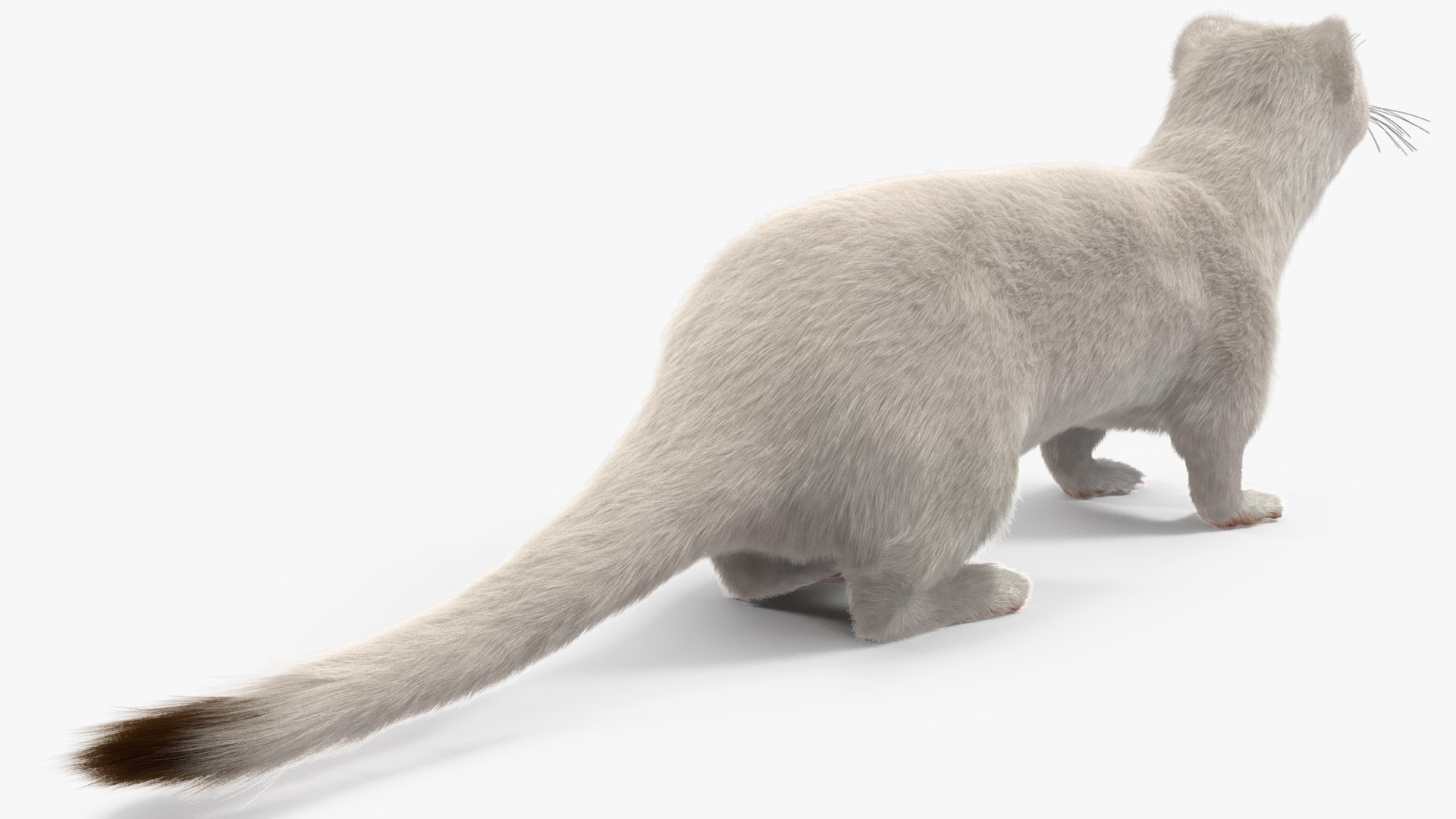 Ermine Winter Coat Fur 3D Model - TurboSquid 2206699