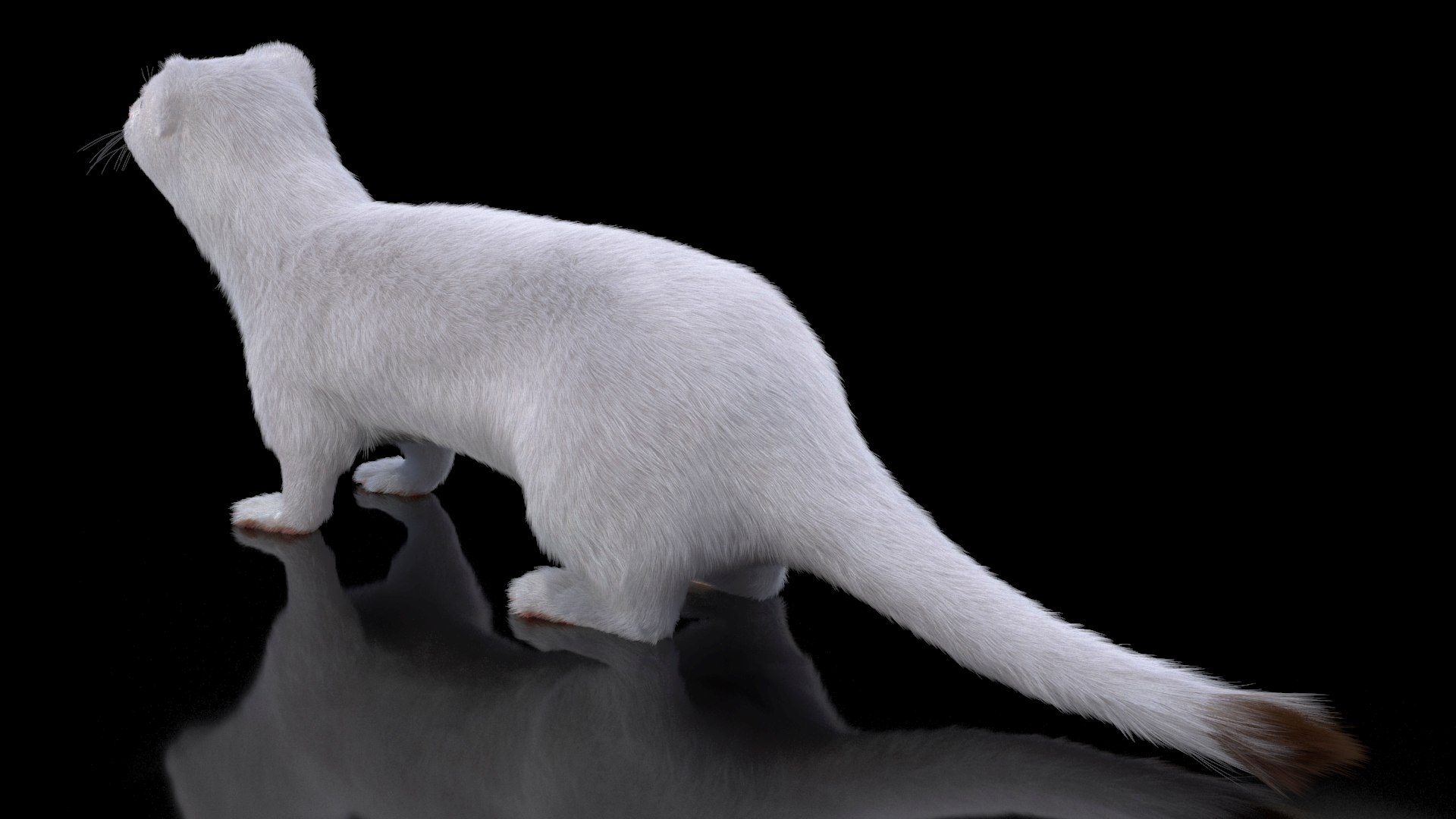 Ermine Winter Coat Fur 3D Model - TurboSquid 2206699