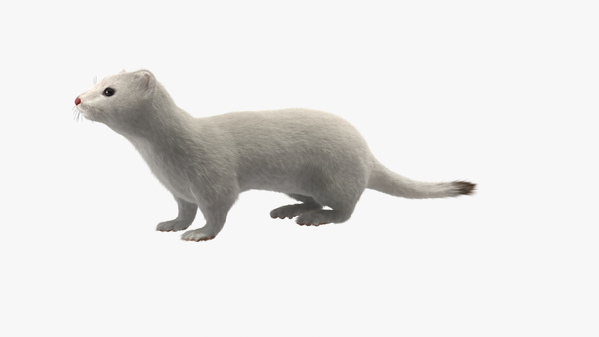 Ermine Winter Coat Fur 3D Model - TurboSquid 2206699