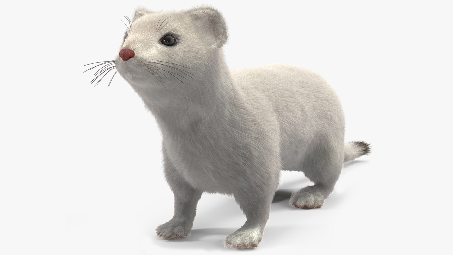 Ermine Winter Coat Fur 3D Model - TurboSquid 2206699