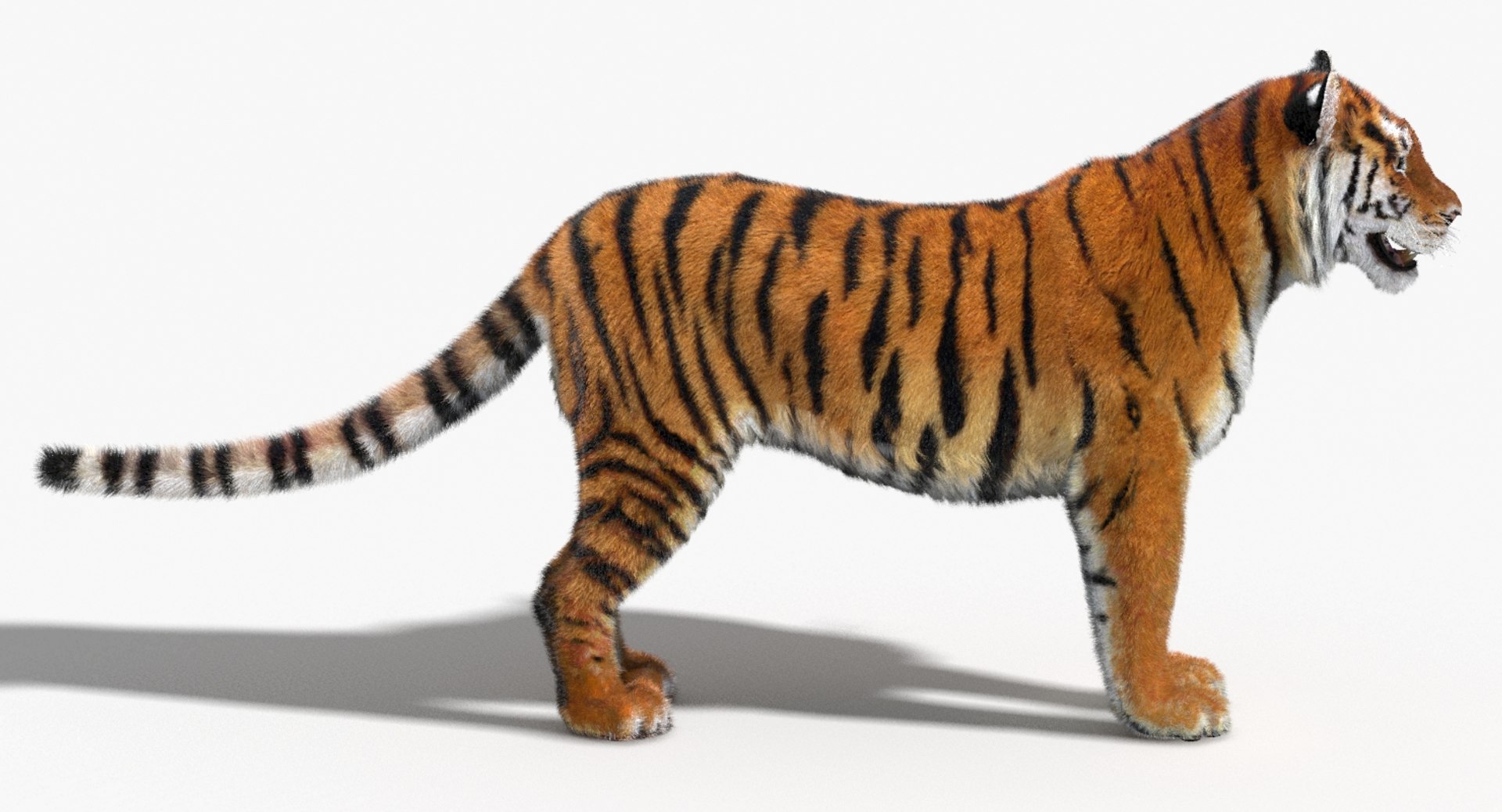 3d tiger fur