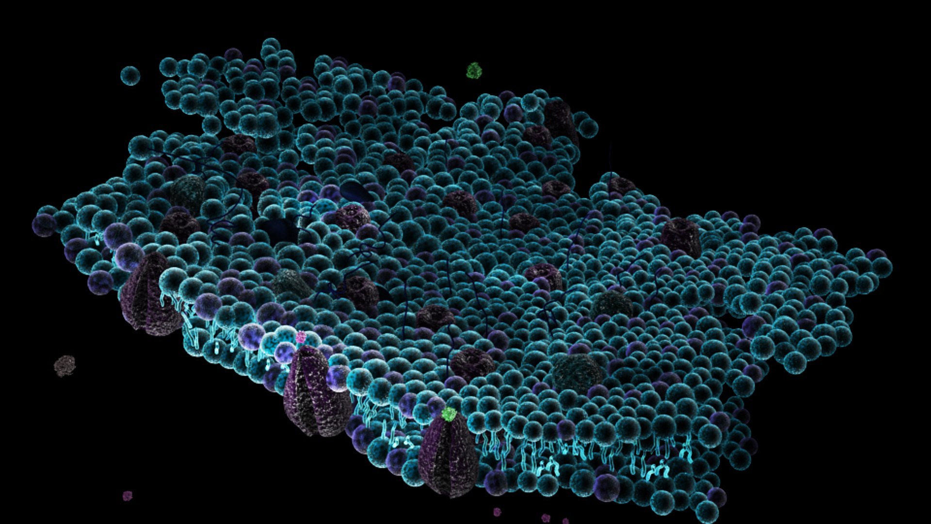 Maya Cell Membrane