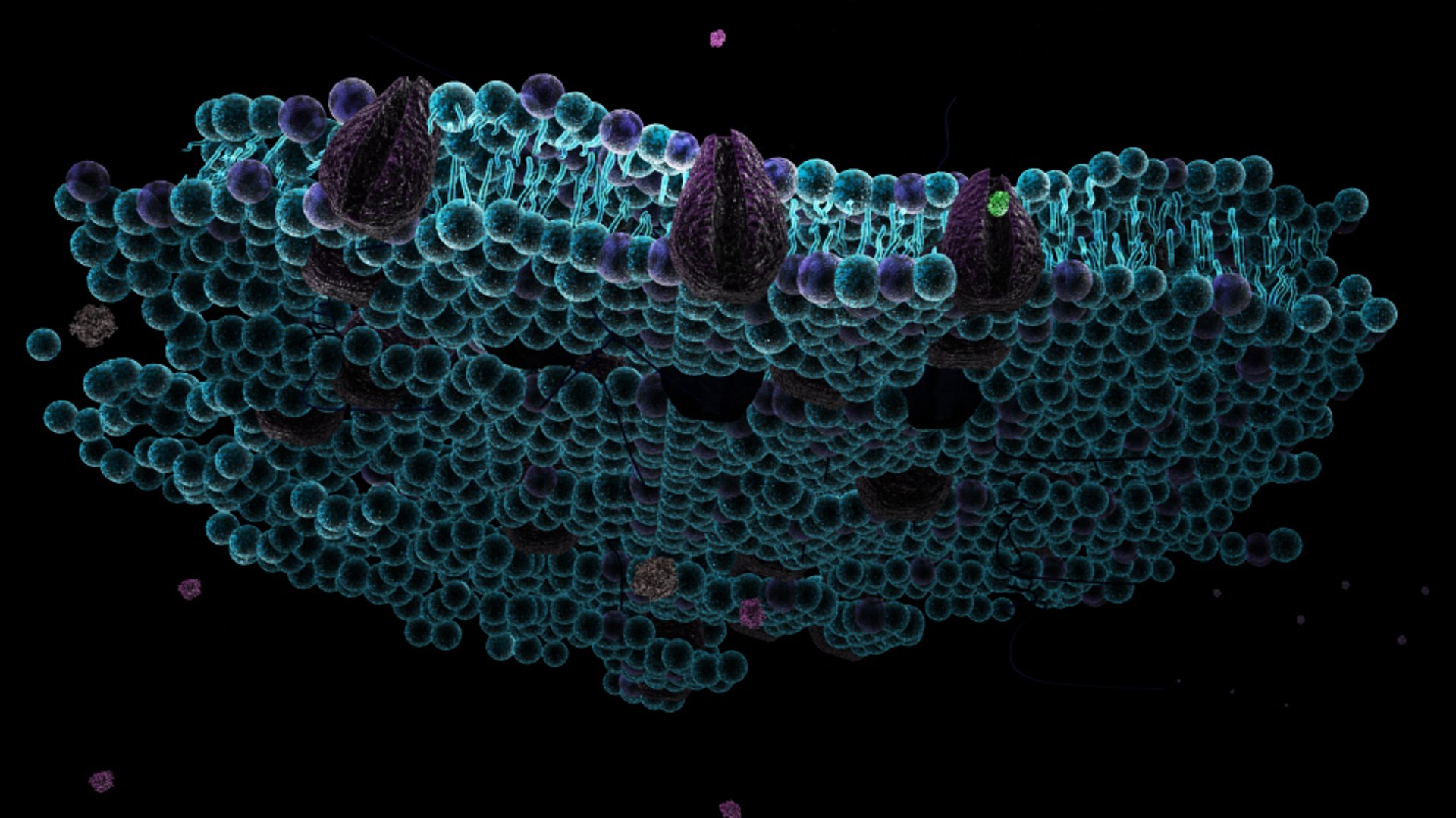 Maya Cell Membrane