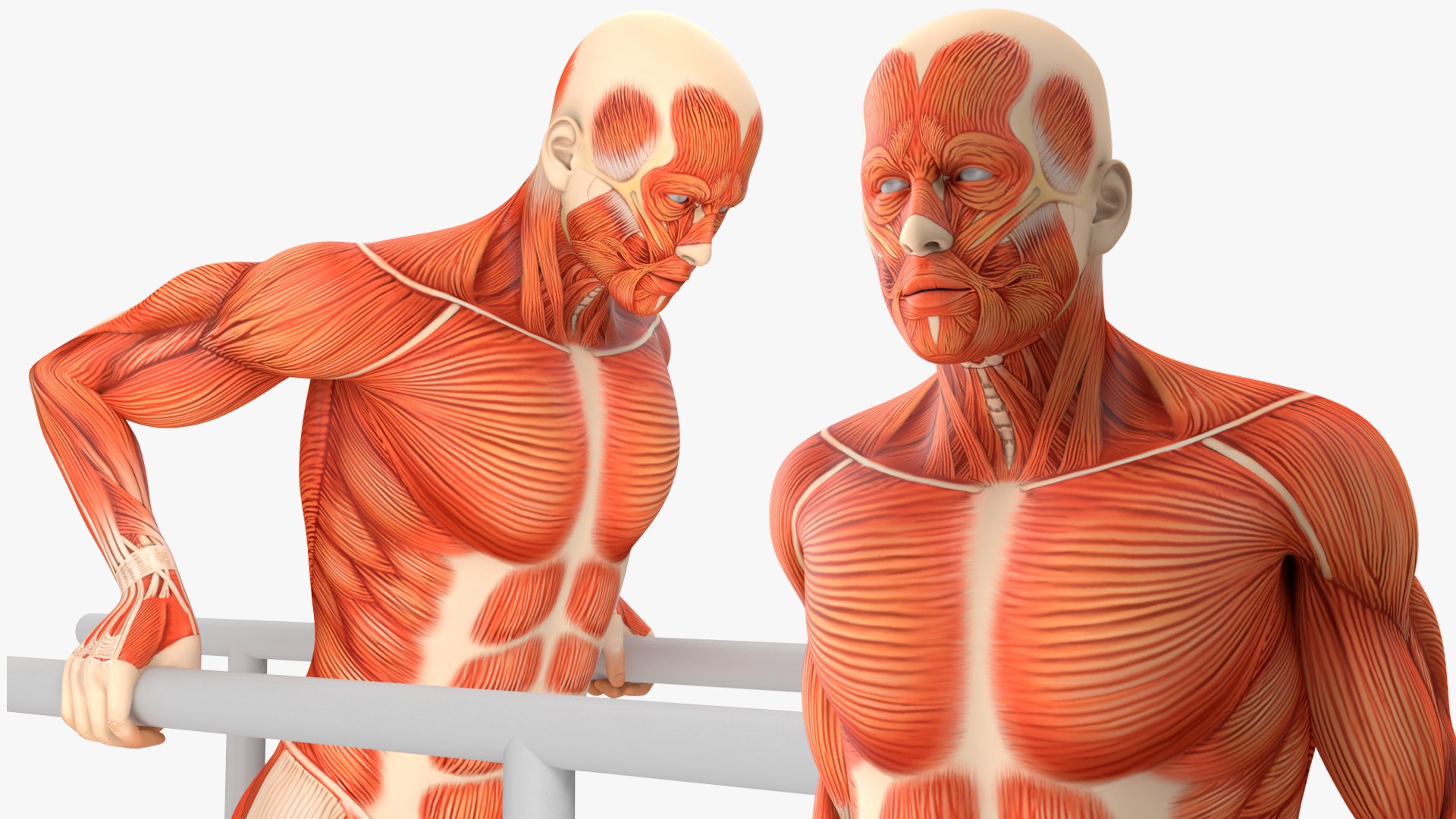 Anatomy Male Muscular System Chest Dip Animated Rigged For Maya 3D ...