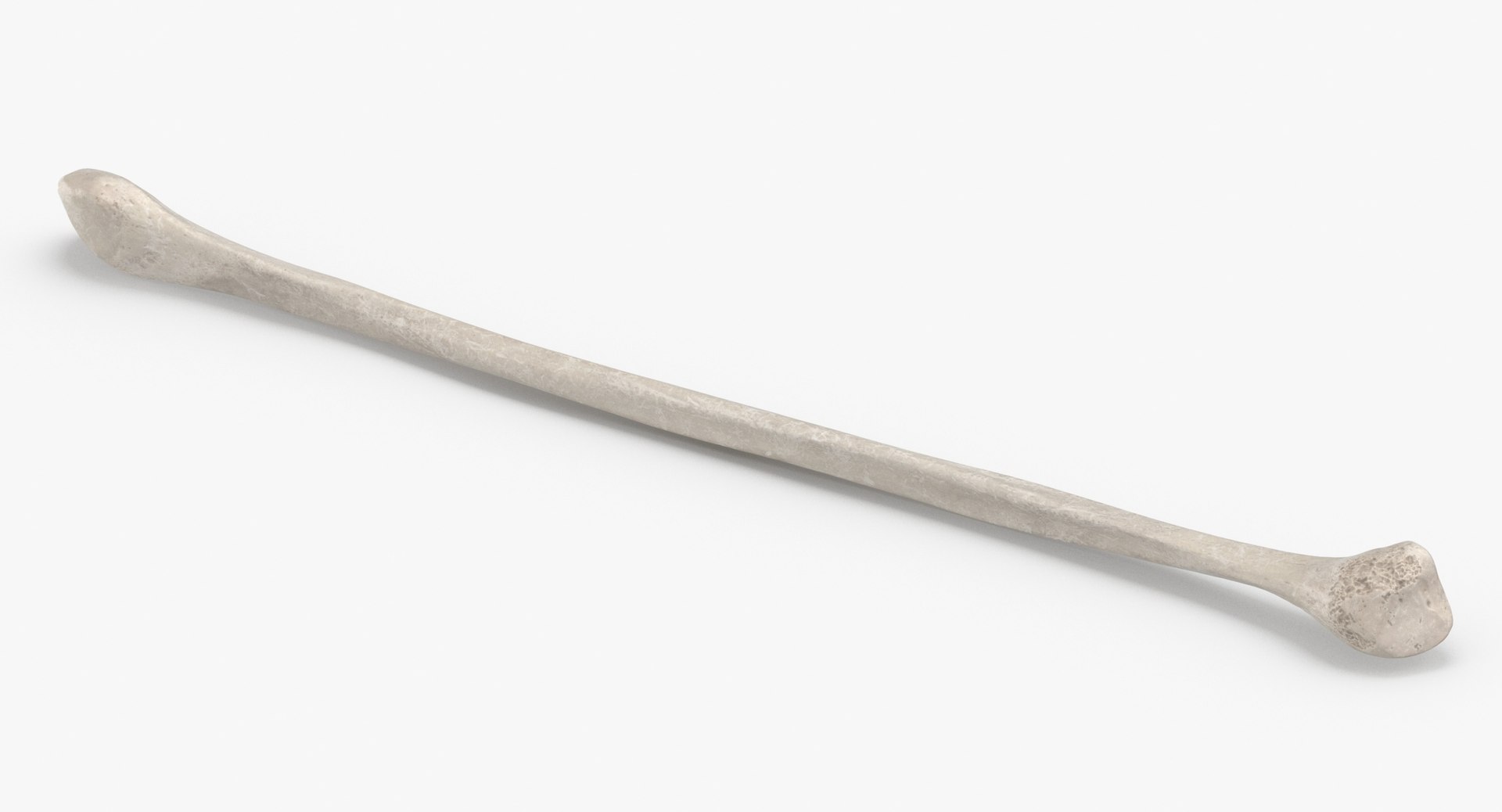 Human Fibula Bone 01 3D Model - TurboSquid 1539325