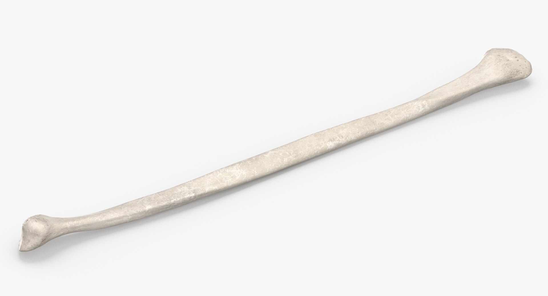 Human Fibula Bone 01 3D Model - TurboSquid 1539325