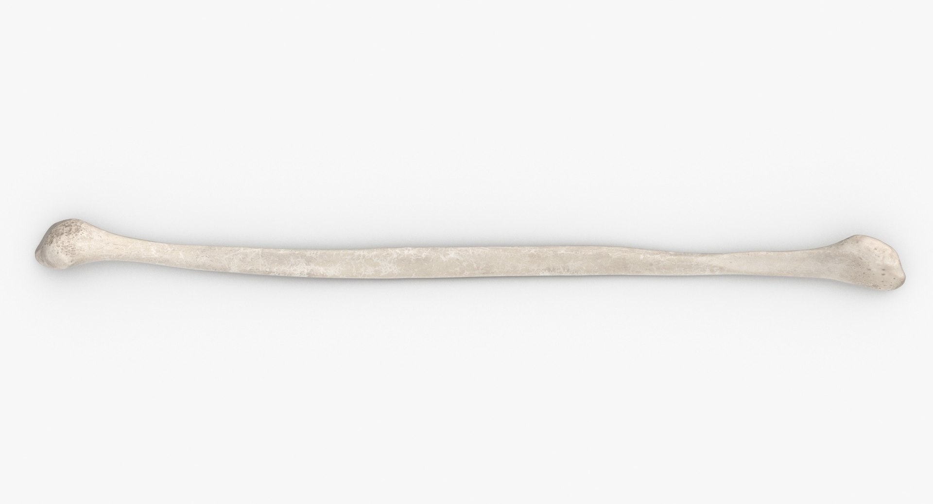 Human Fibula Bone 01 3D Model - TurboSquid 1539325