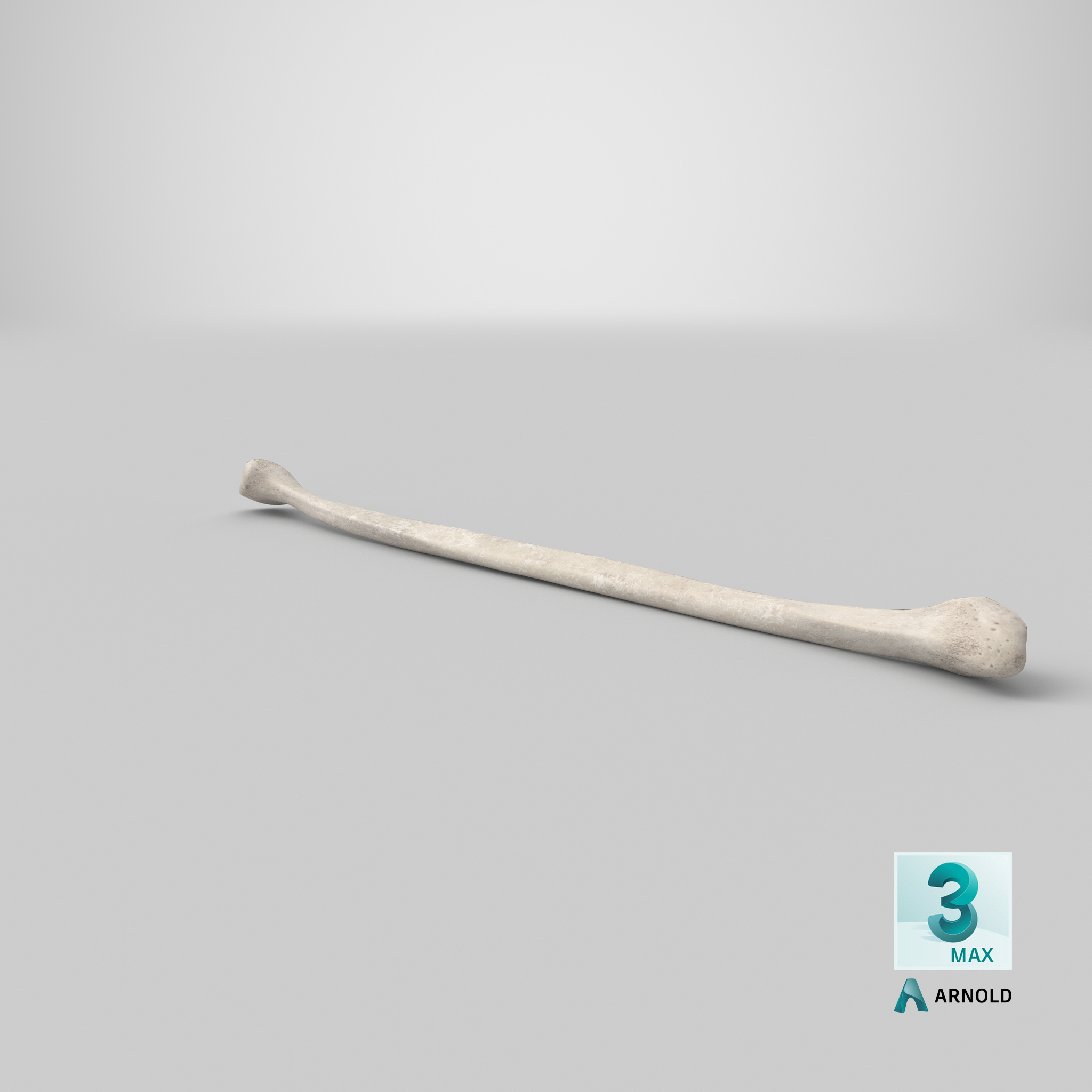 Human fibula bone 01 3D model - TurboSquid 1539325