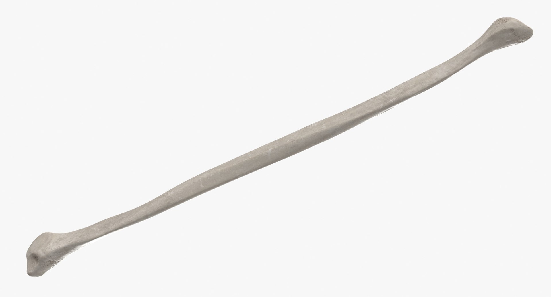 Human Fibula Bone 01 3D Model - TurboSquid 1539325