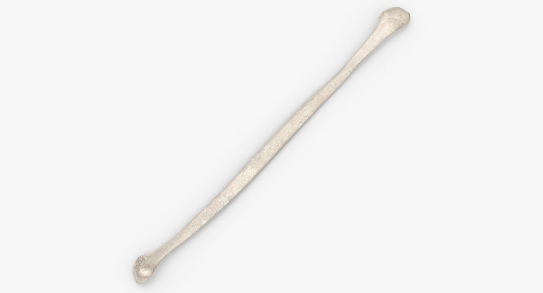 Human fibula bone 01 3D model - TurboSquid 1539325