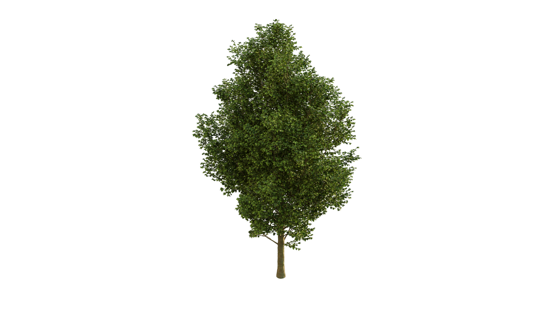 Carpinus betulus 02 3D model - TurboSquid 1785271