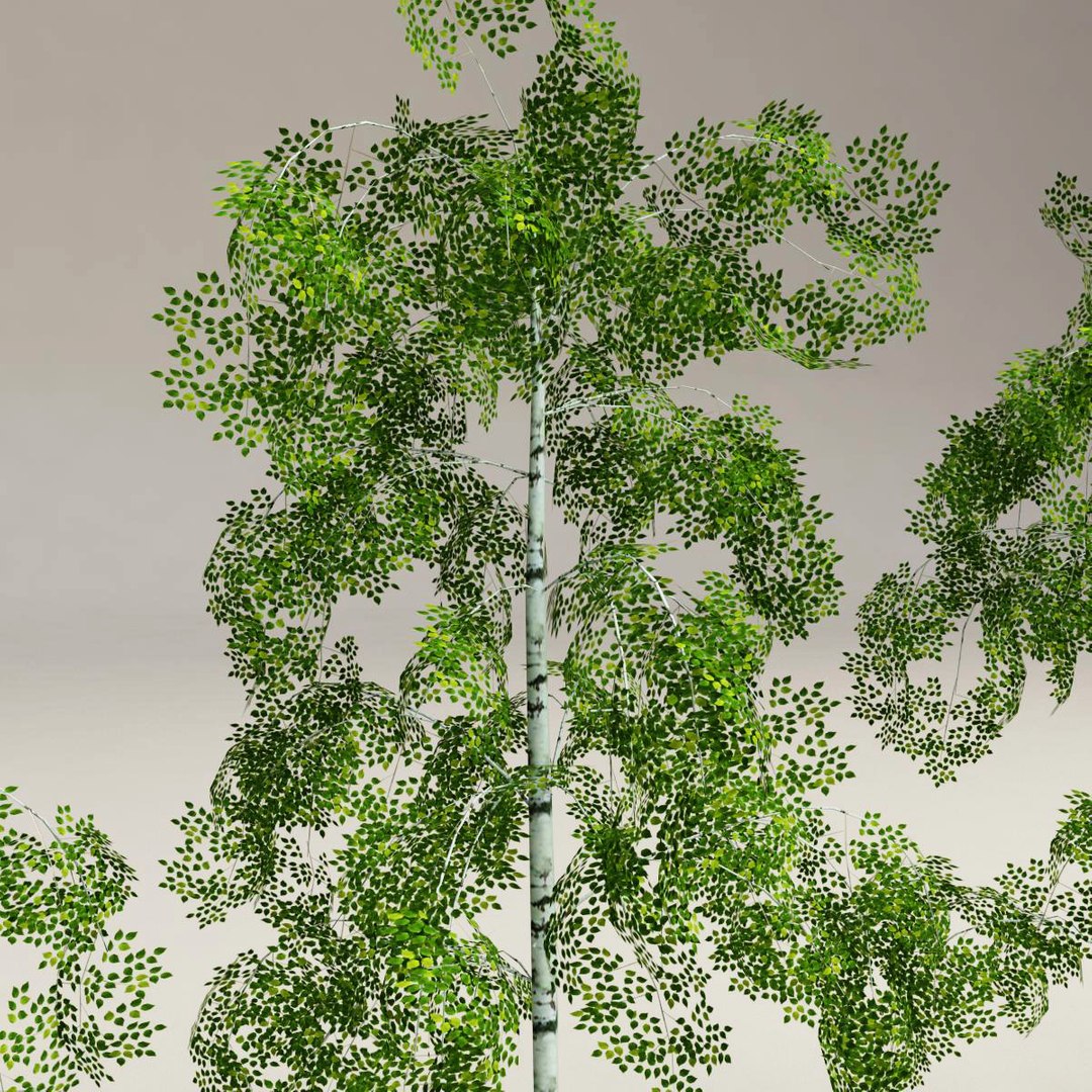 3d Model Low-poly Birch Trees V2