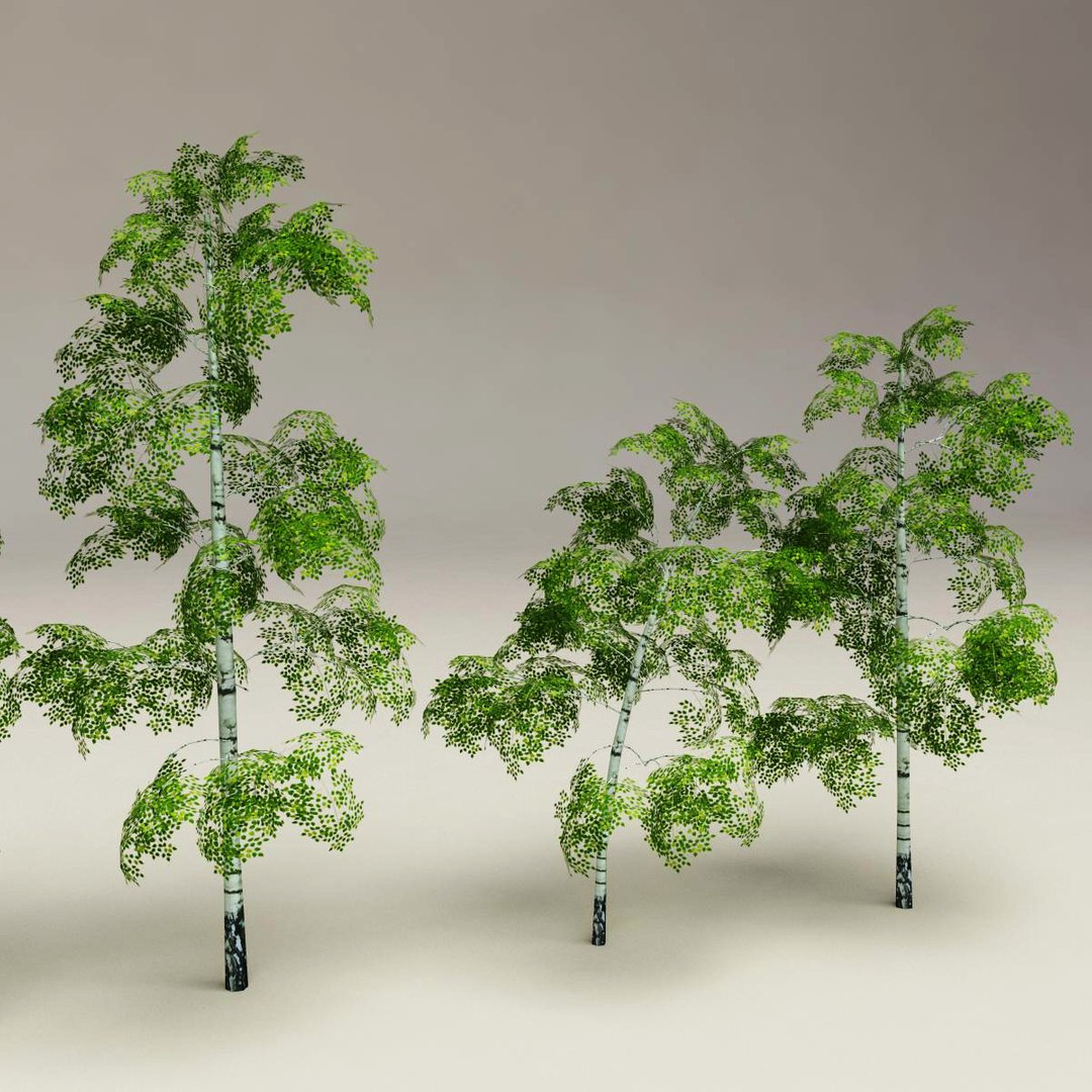 3d Model Low-poly Birch Trees V2