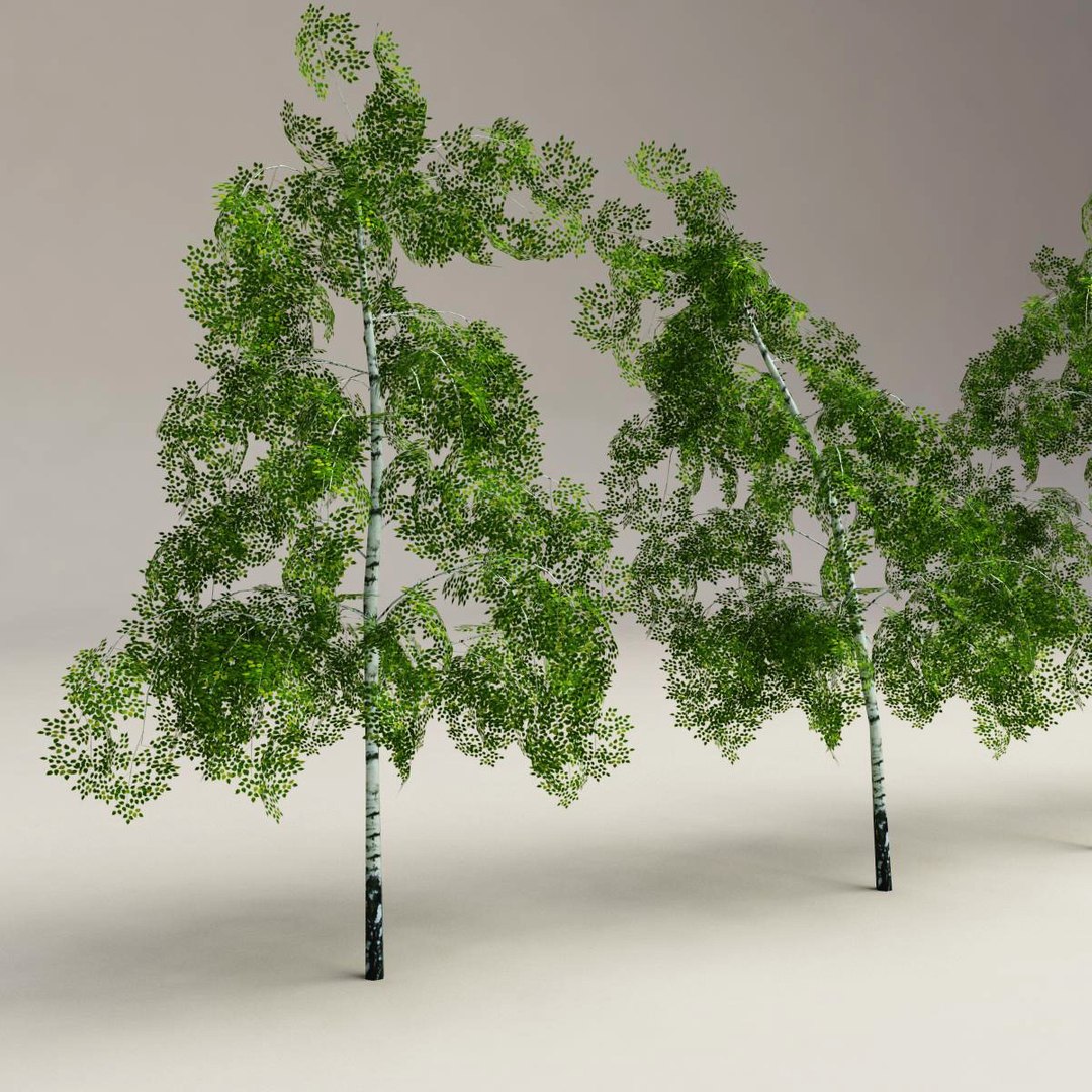 3d Model Low-poly Birch Trees V2
