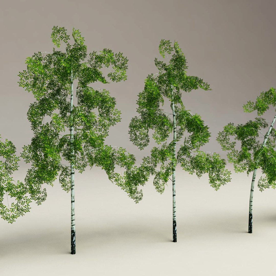 3d Model Low-poly Birch Trees V2