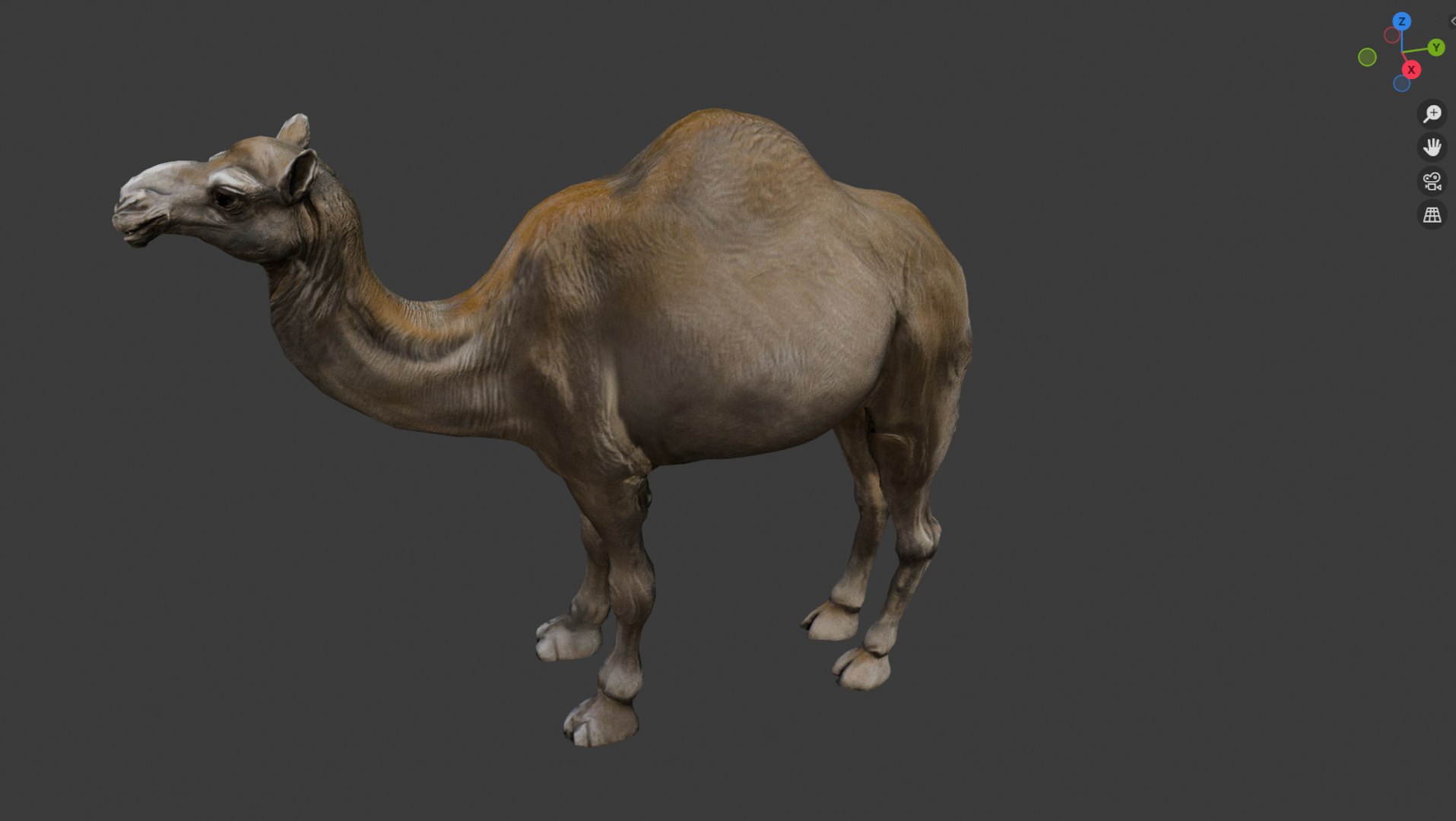 3D Realistic 3D Camel Model - TurboSquid 2333280