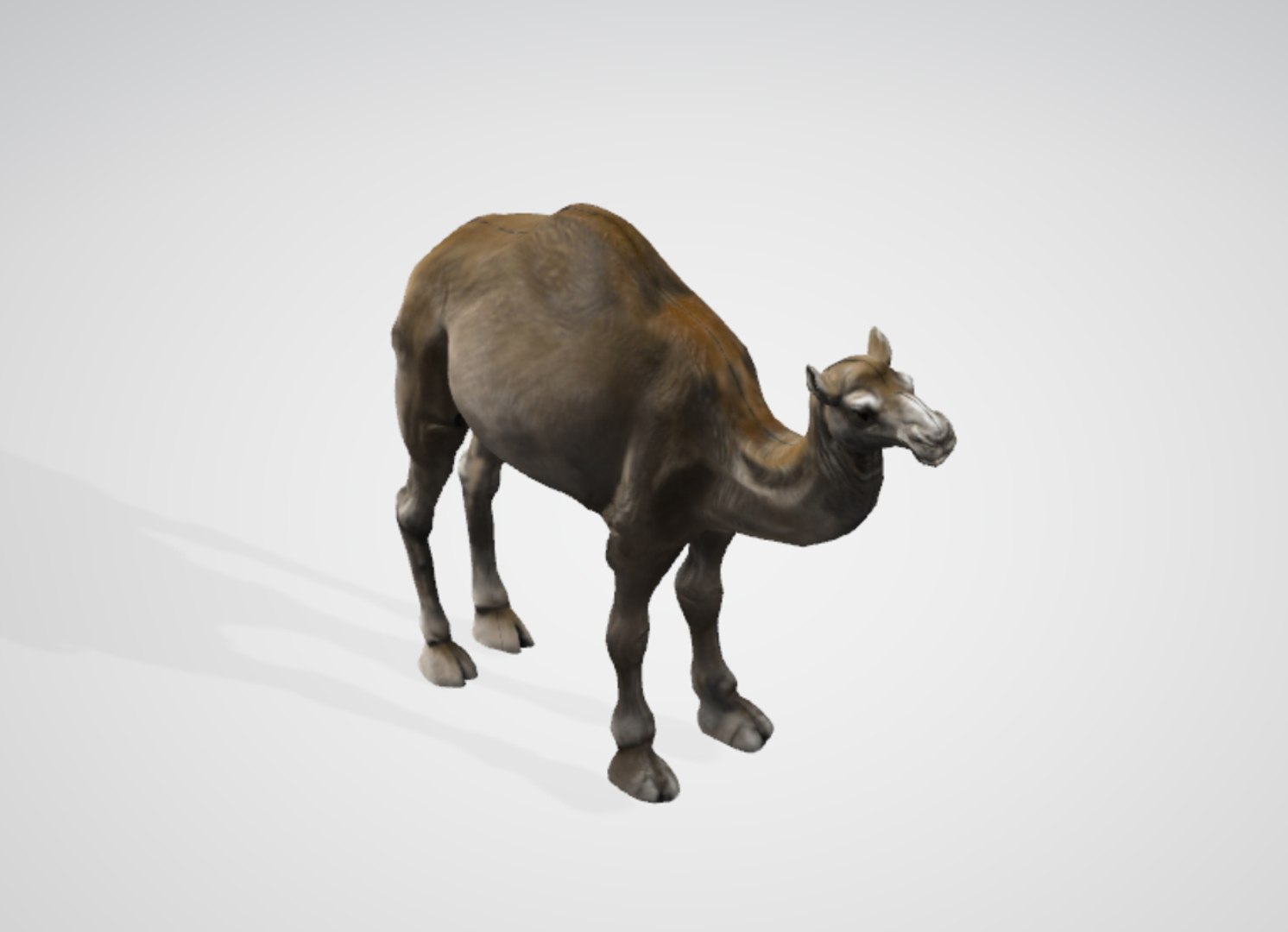 3D Realistic 3D Camel Model - TurboSquid 2333280