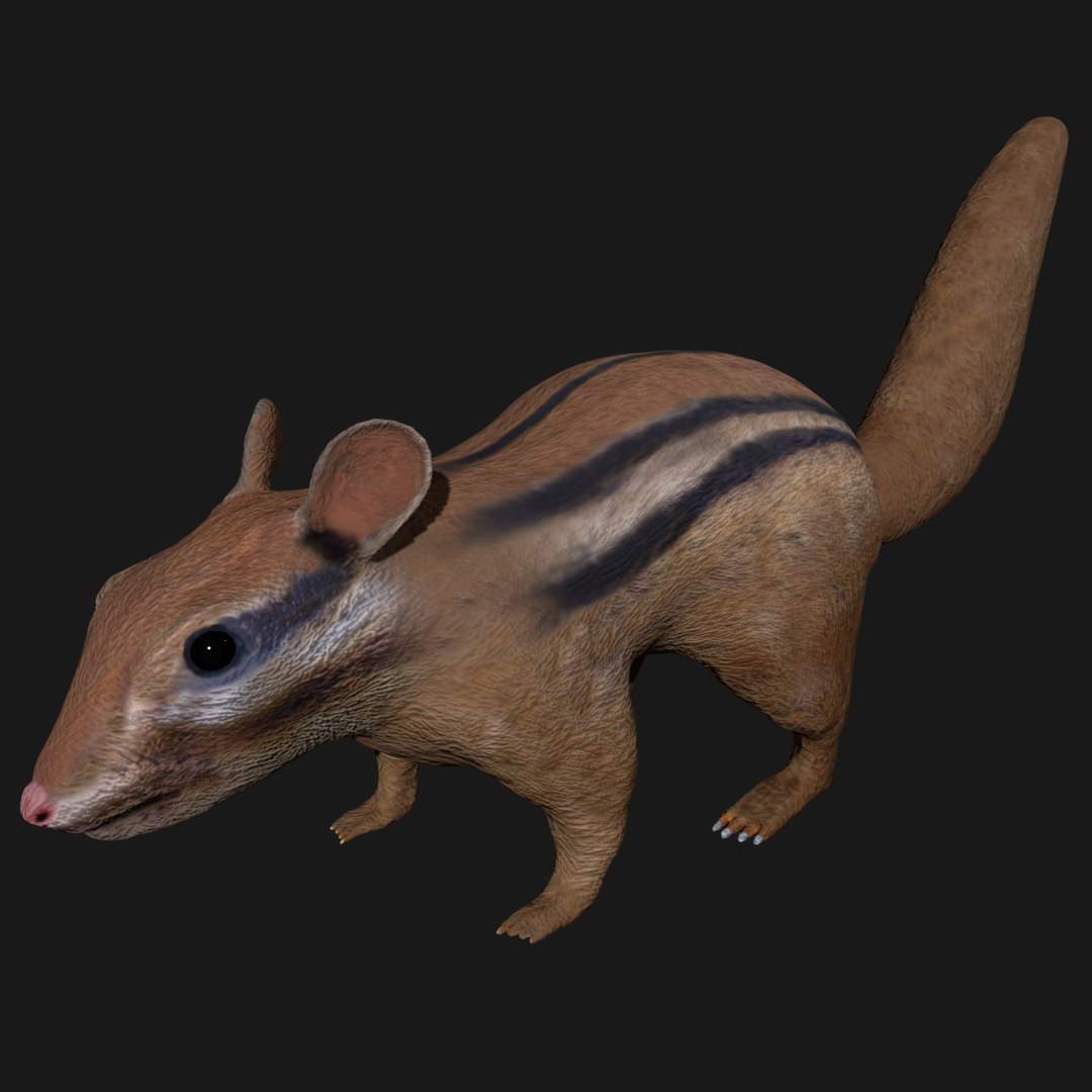 Chipmunk Rigged Model - TurboSquid 1658962