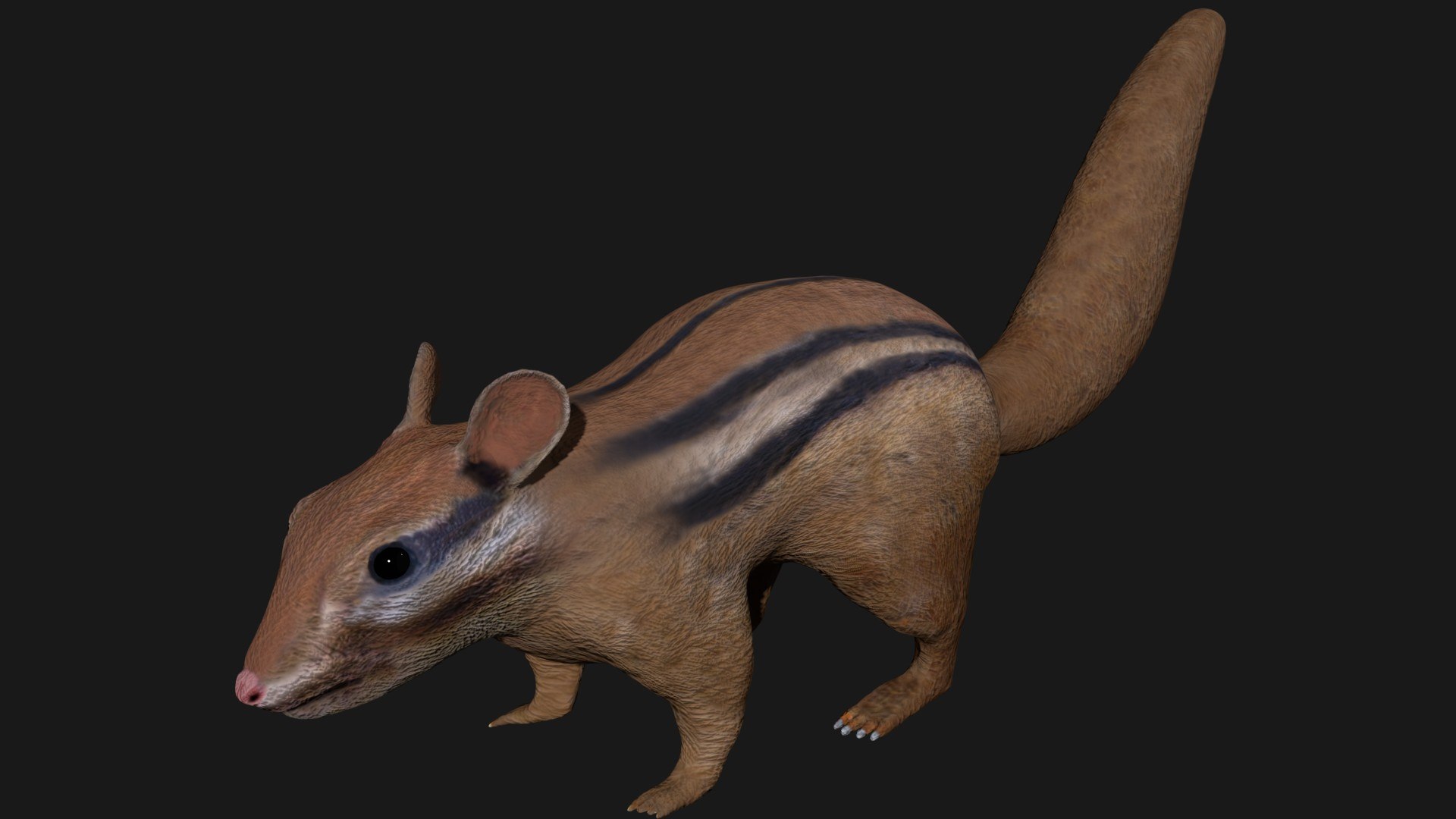 Chipmunk Rigged Model - TurboSquid 1658962
