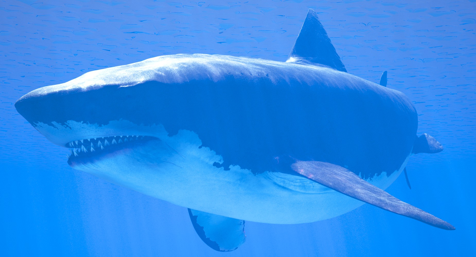 Rigged megalodon shark 3D model - TurboSquid 1348393