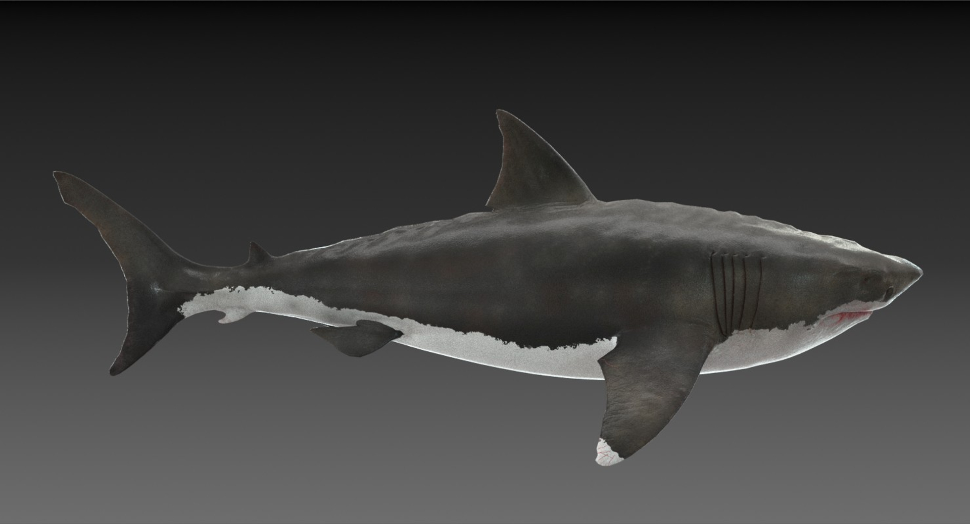 Rigged Megalodon Shark 3D Model - TurboSquid 1348393