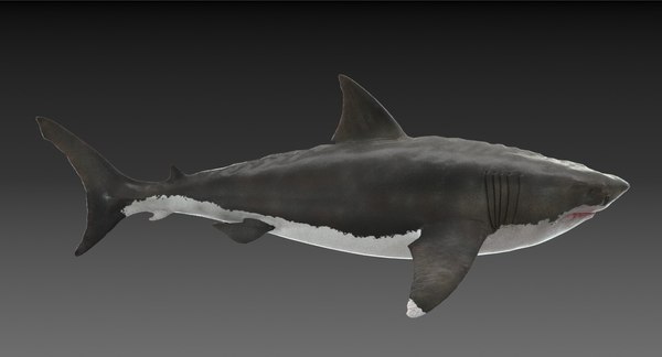 Rigged megalodon shark 3D model - TurboSquid 1348393