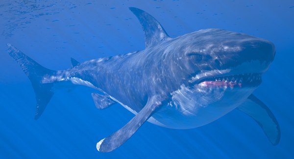 Rigged megalodon shark 3D model - TurboSquid 1348393