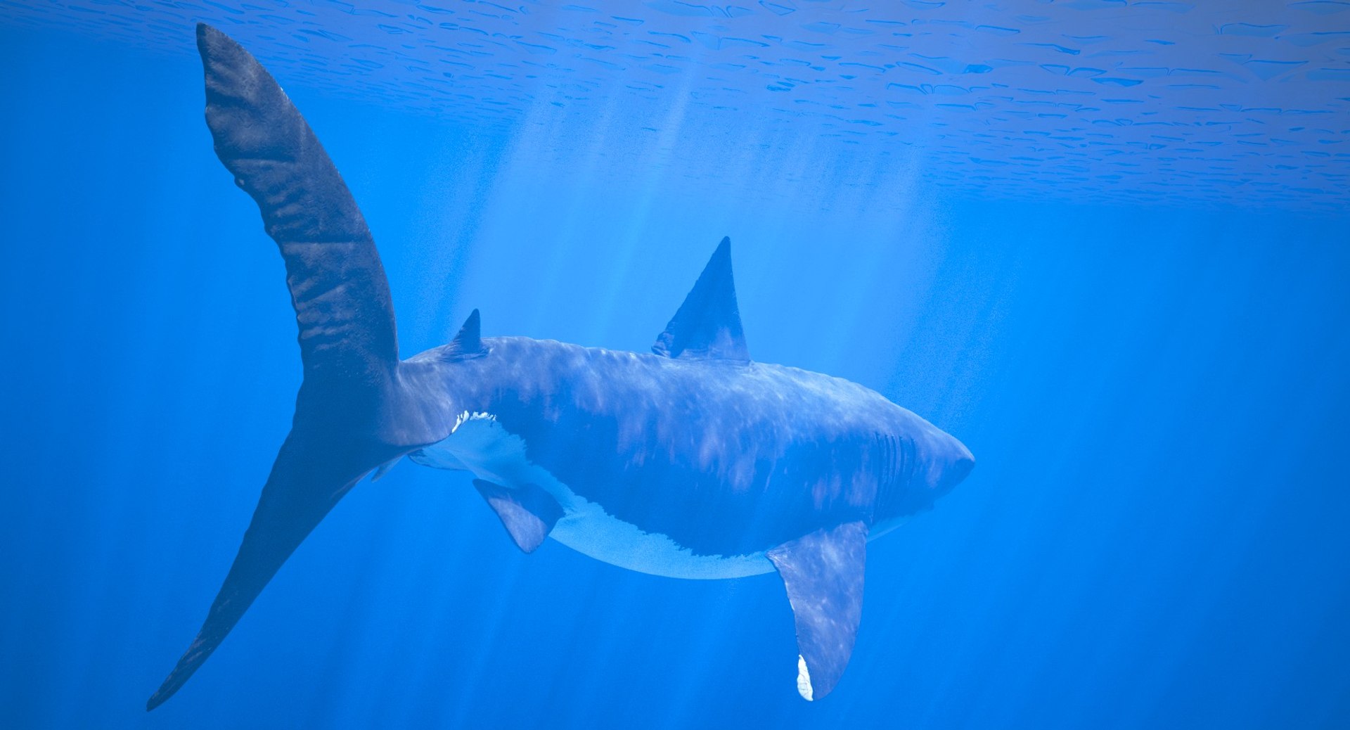 Rigged Megalodon Shark 3D Model - TurboSquid 1348393