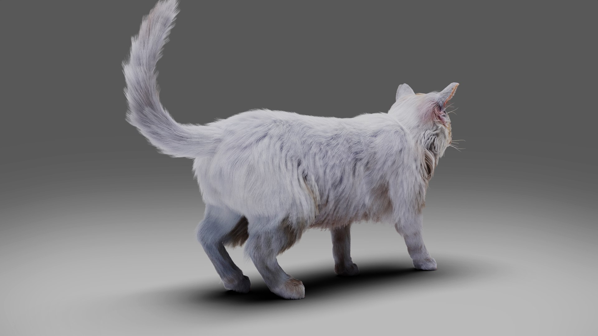 3D Fur Cat White Rigged And Animated - TurboSquid 1981413