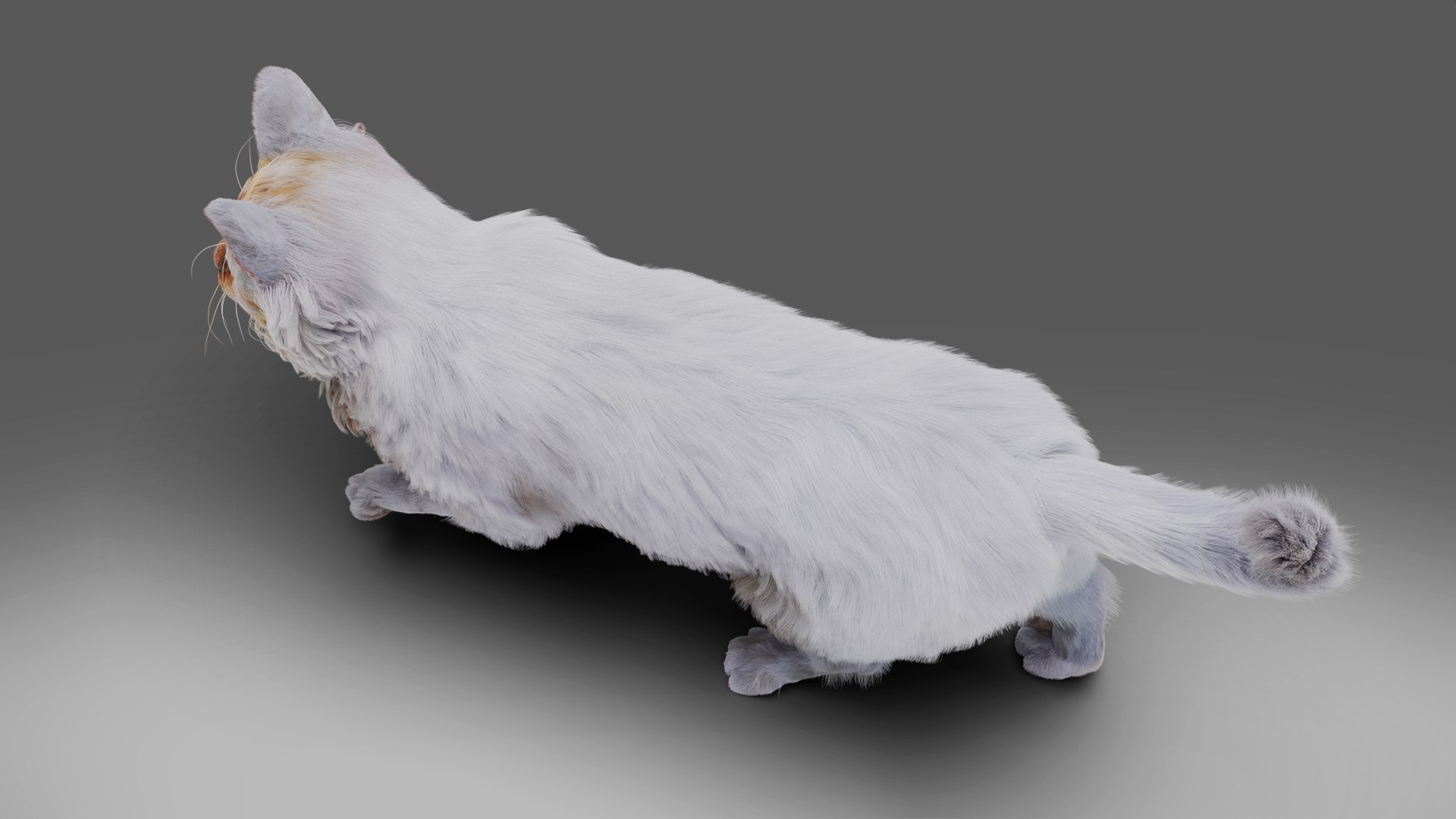 3D Fur Cat White Rigged And Animated - TurboSquid 1981413