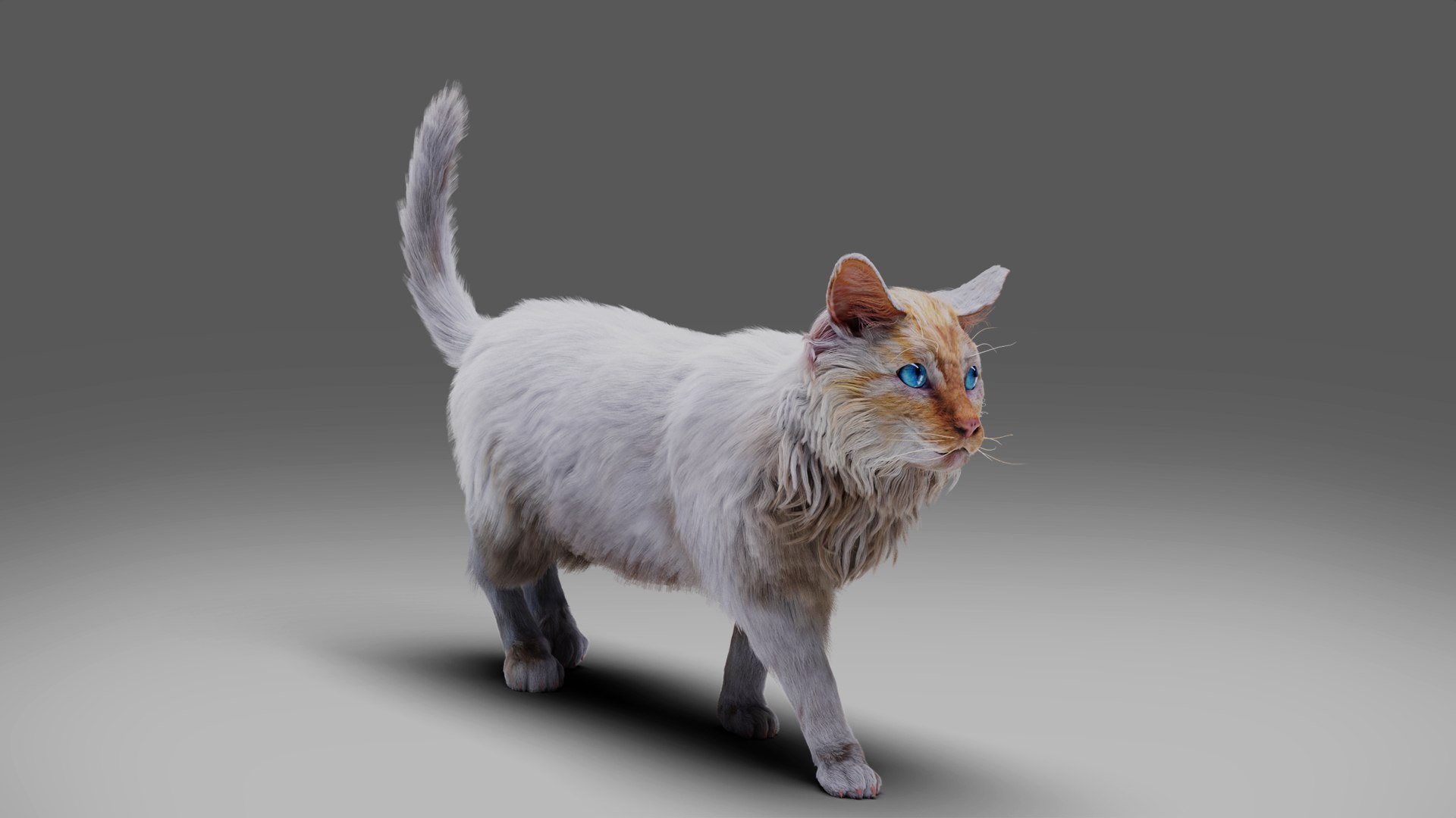 3D Fur Cat White Rigged And Animated - TurboSquid 1981413