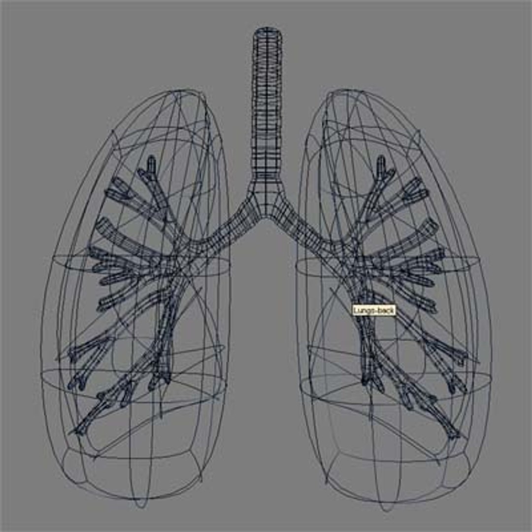 Human Lungs 3d Model