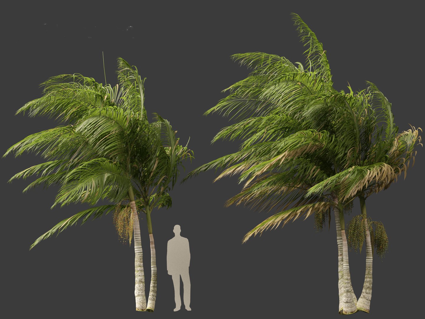 3D Archontophoenix Alexandrae - Alexandra Palm 02 - TurboSquid 2107638