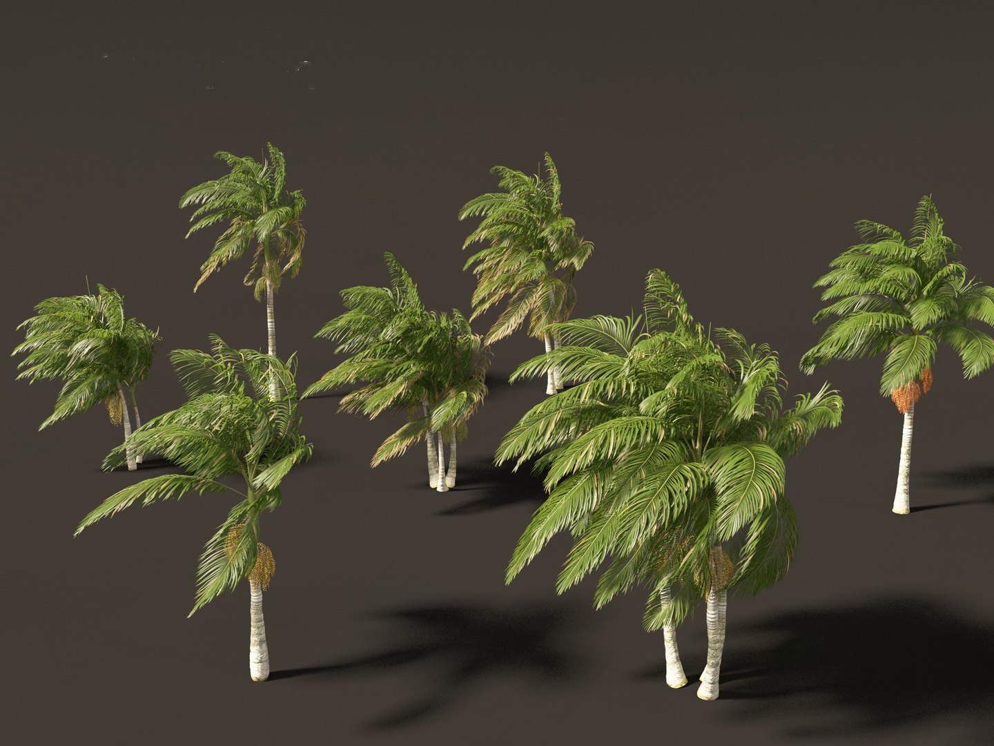 3D Archontophoenix Alexandrae - Alexandra Palm 02 - TurboSquid 2107638