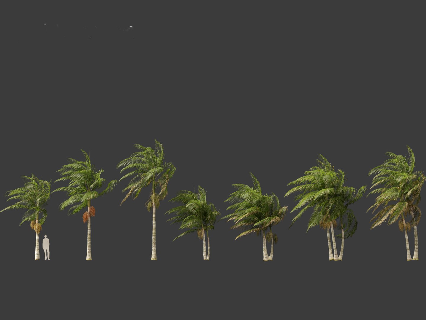3D Archontophoenix Alexandrae - Alexandra Palm 02 - TurboSquid 2107638