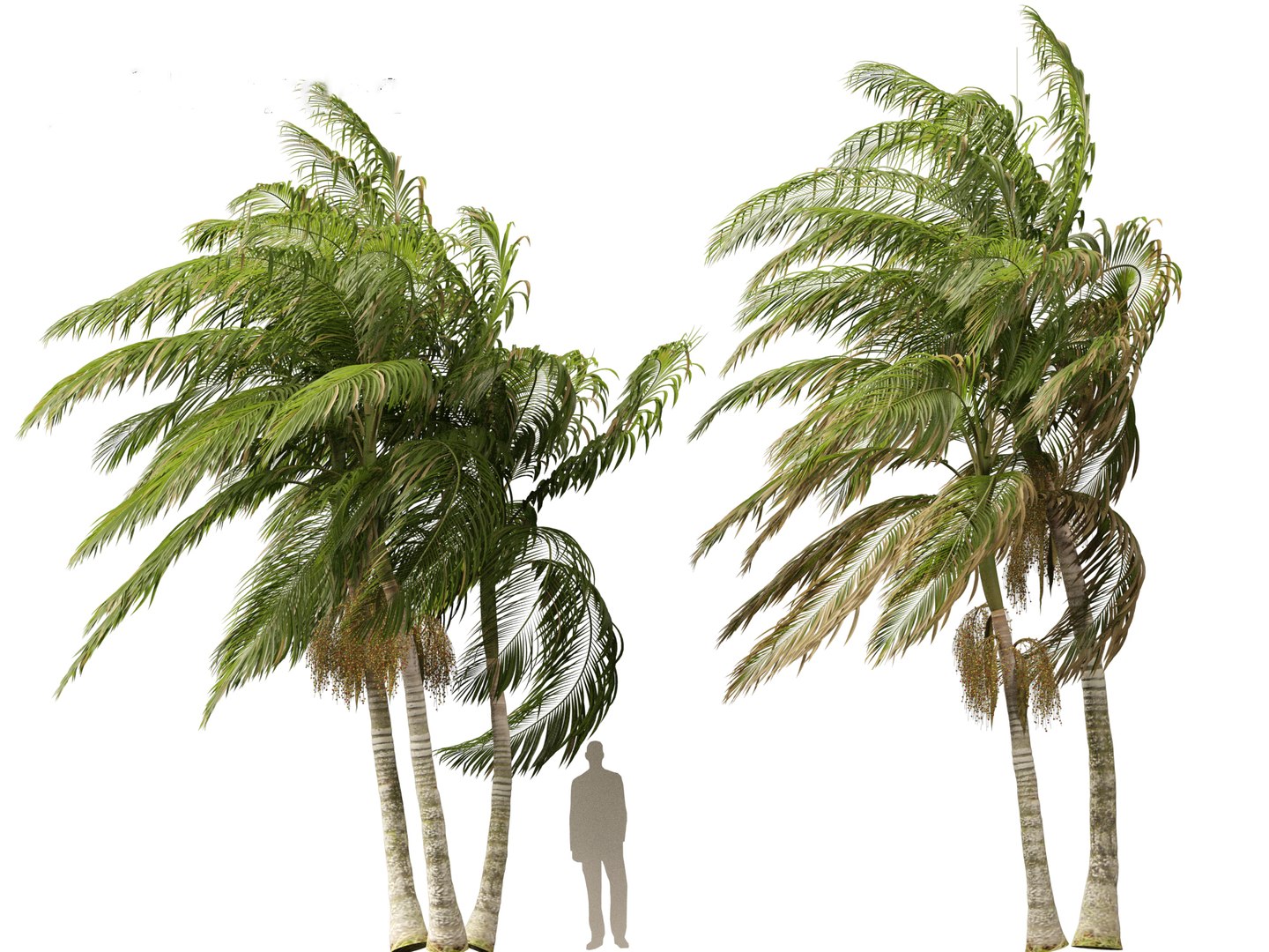 3D Archontophoenix Alexandrae - Alexandra Palm 02 - TurboSquid 2107638