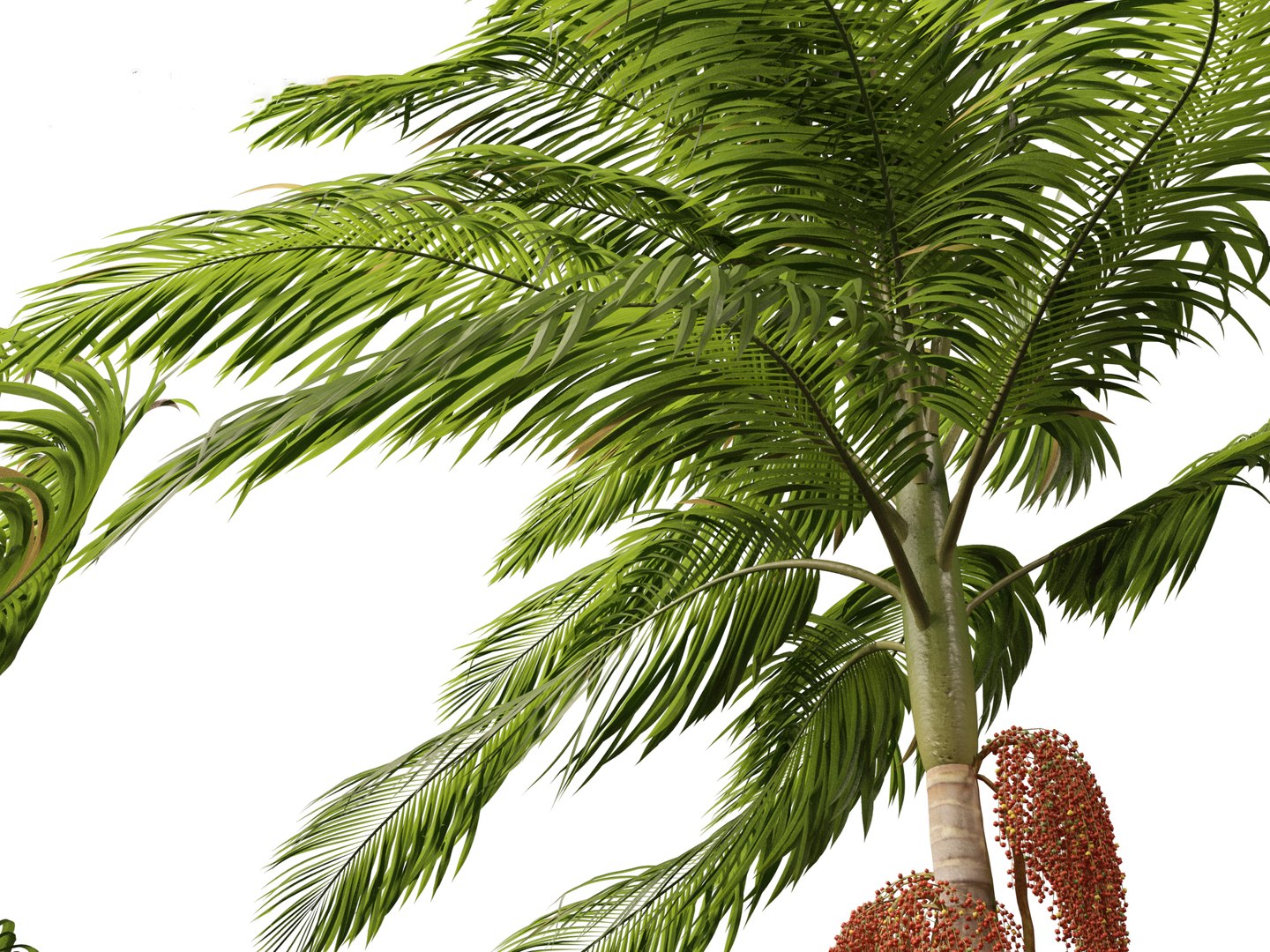 3D Archontophoenix Alexandrae - Alexandra Palm 02 - TurboSquid 2107638