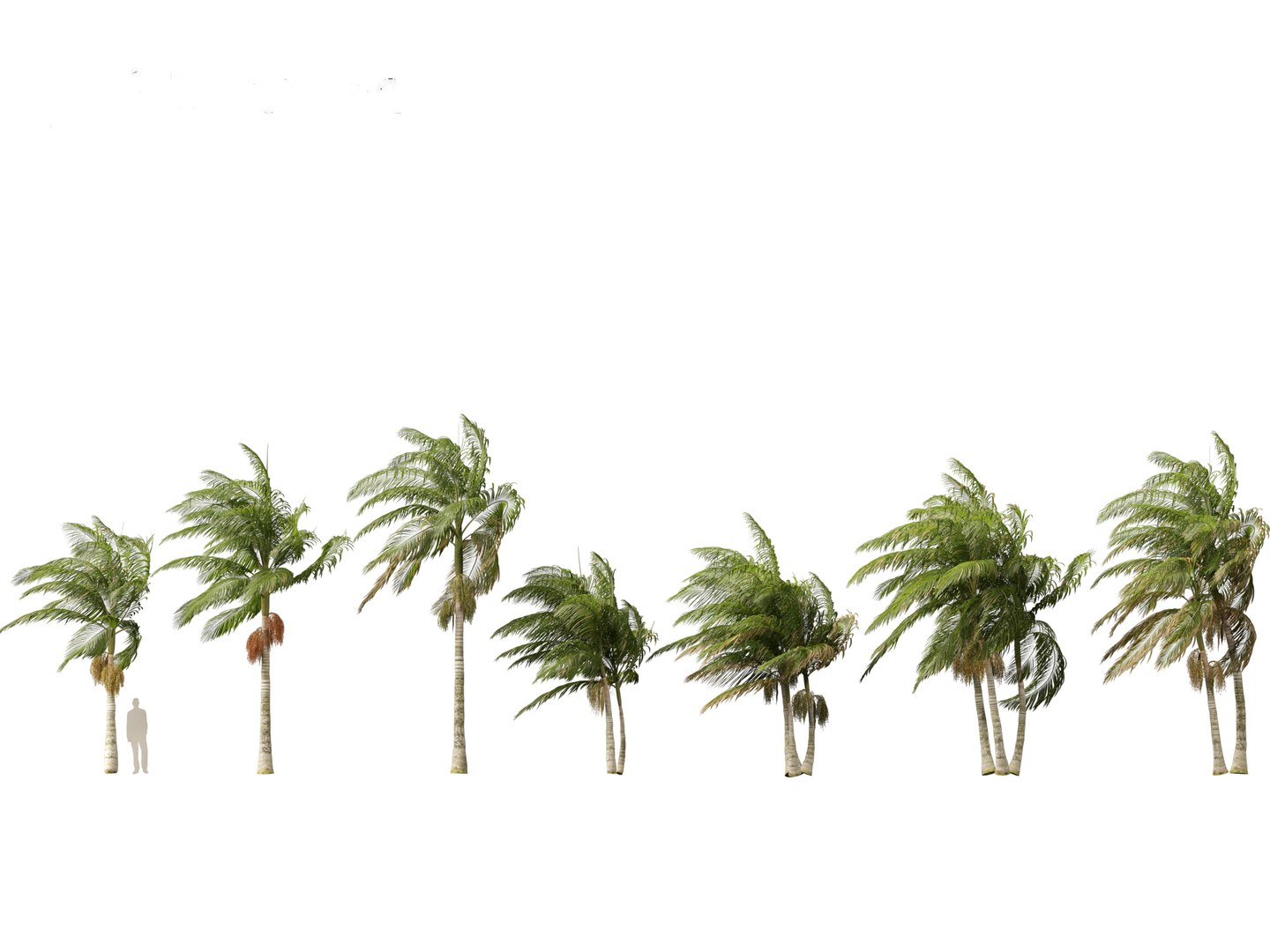 3D Archontophoenix Alexandrae - Alexandra Palm 02 - TurboSquid 2107638