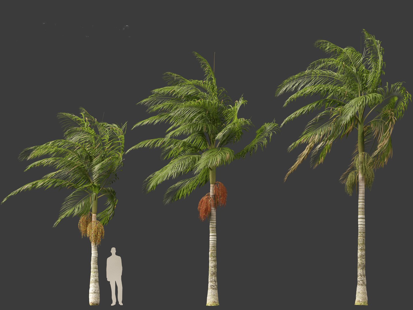3D Archontophoenix Alexandrae - Alexandra Palm 02 - TurboSquid 2107638