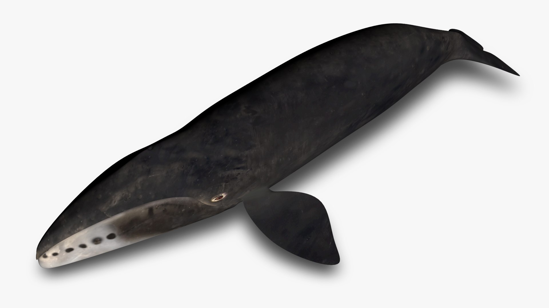 3D Bowhead whale - TurboSquid 1807205