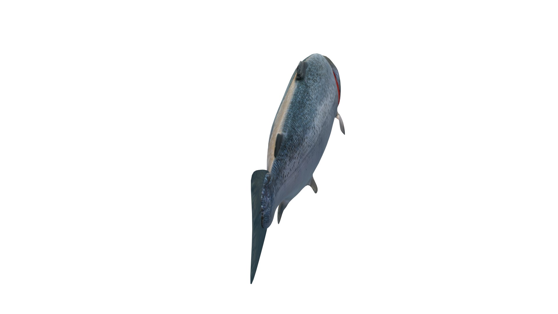 3D Sea Trout Fish 3D Model Model - TurboSquid 2313520