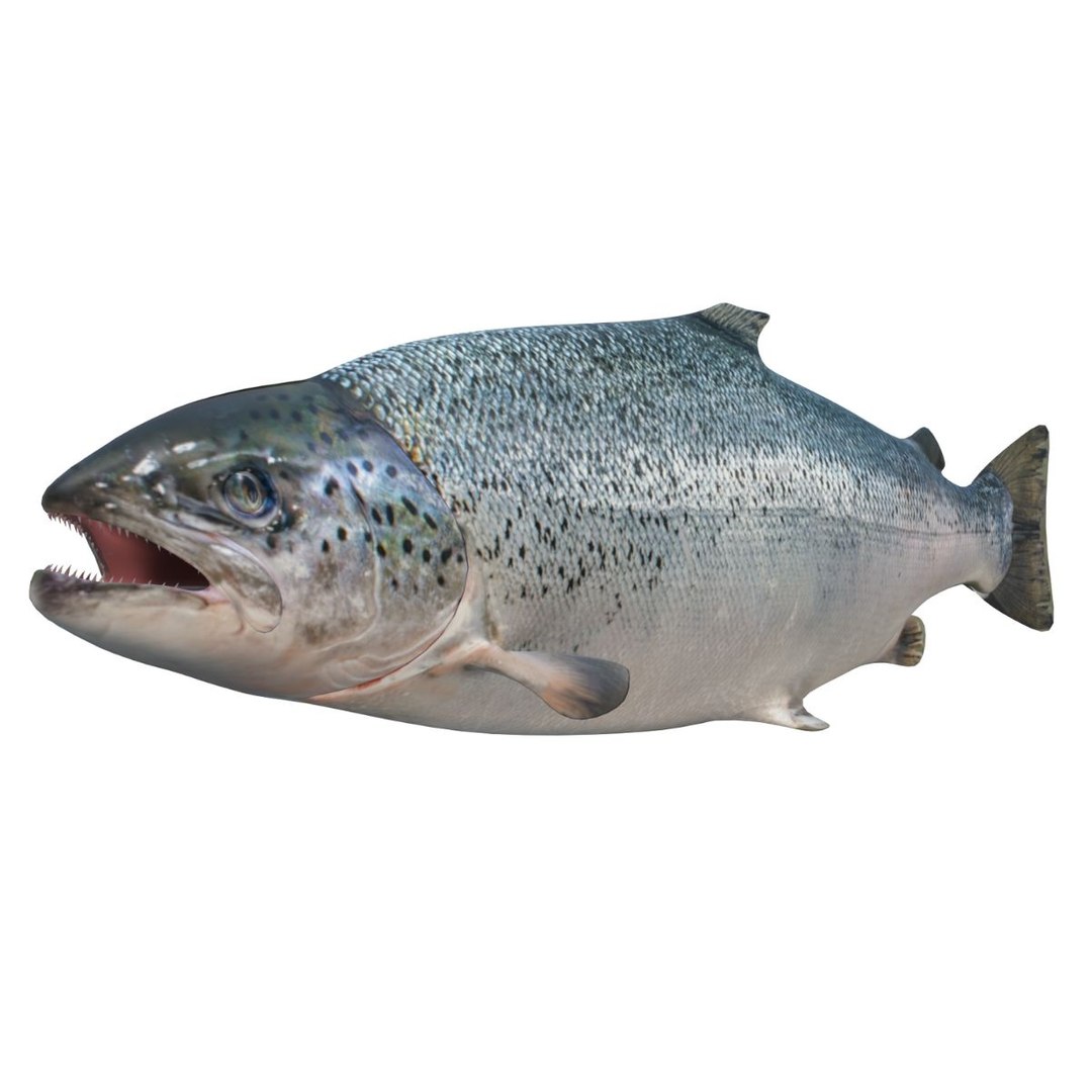 3D Sea Trout Fish 3D Model Model - TurboSquid 2313520