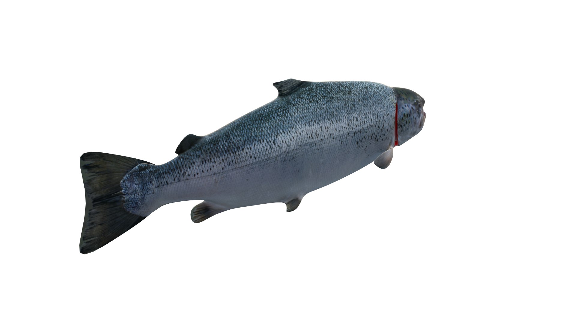 3D Sea Trout Fish 3D Model Model - TurboSquid 2313520