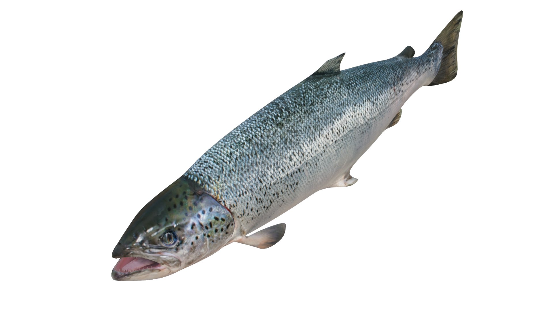 3D Sea Trout Fish 3D Model Model - TurboSquid 2313520