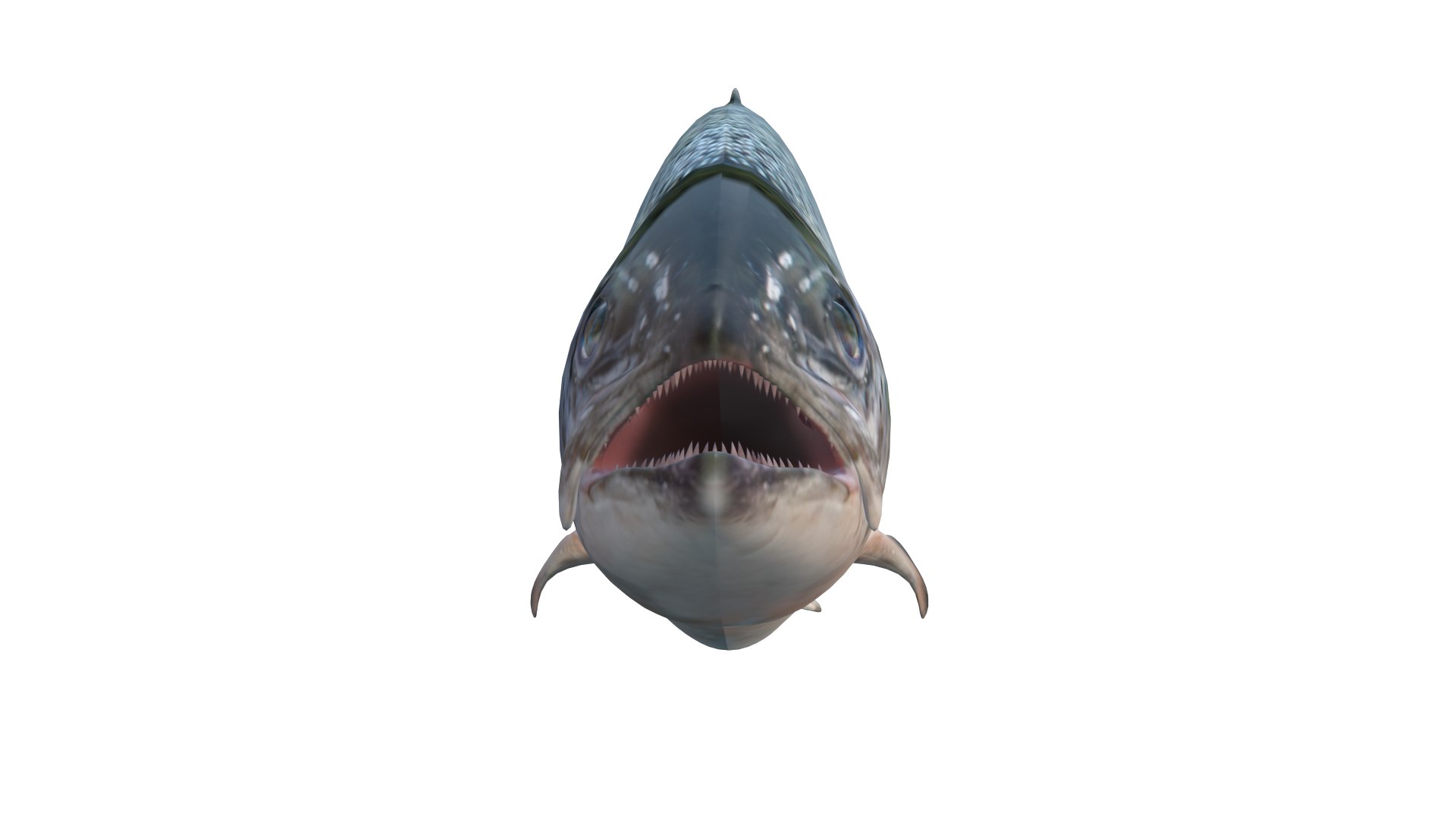 3D Sea Trout Fish 3D Model Model - TurboSquid 2313520