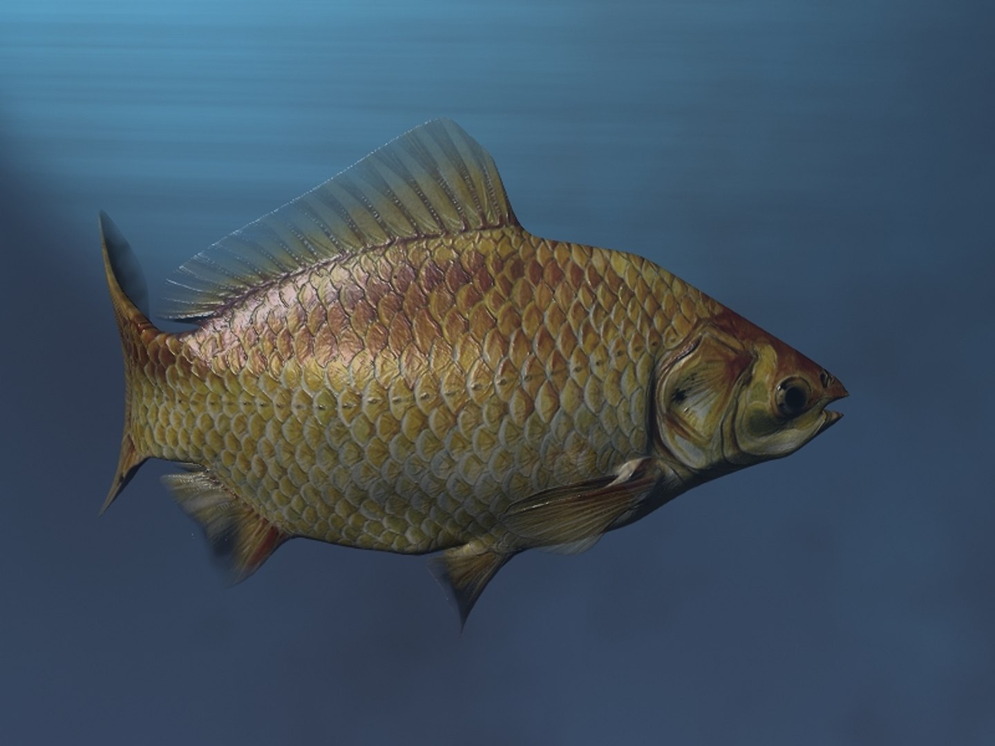 lightwave goldfish fish