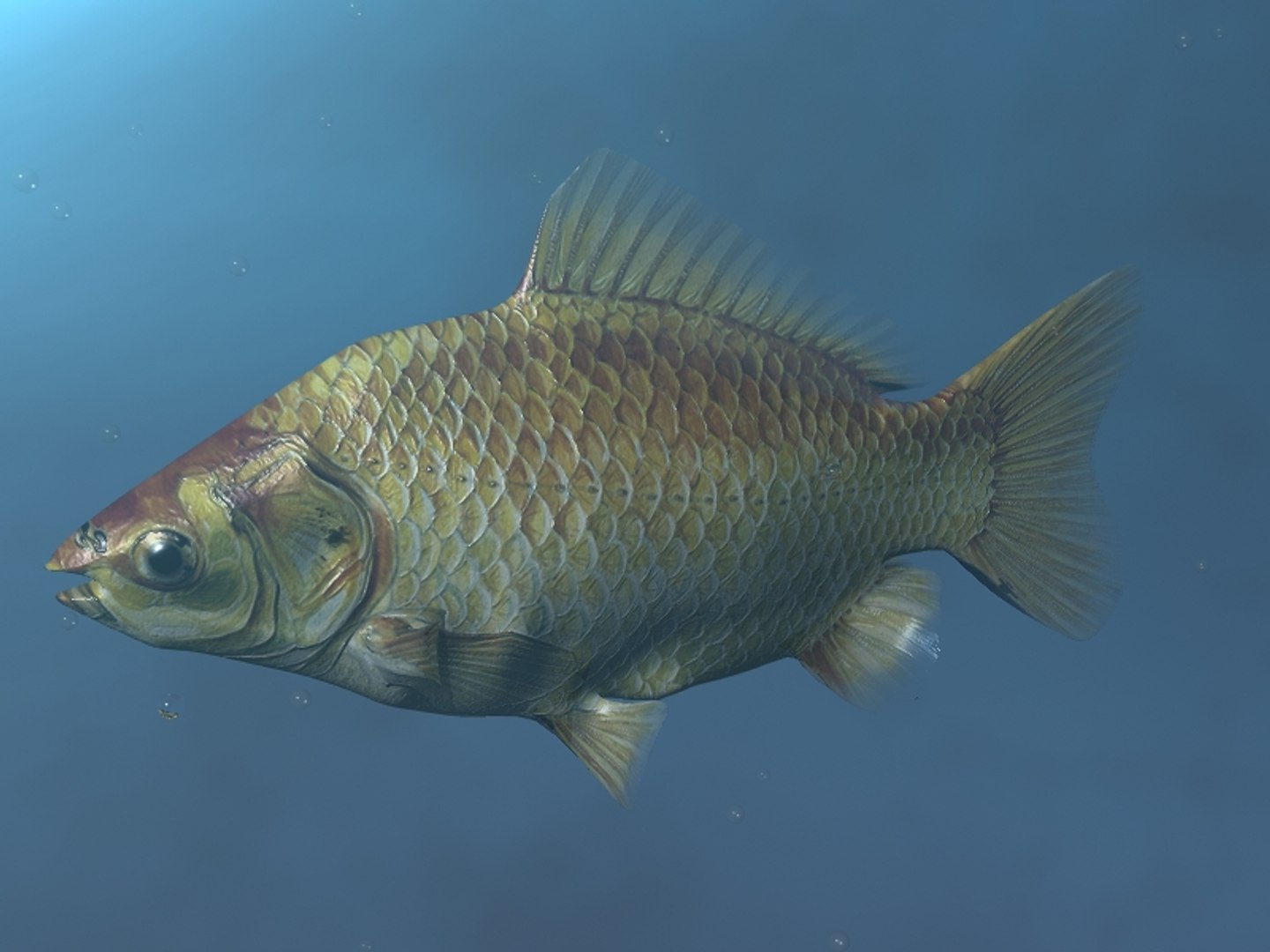 lightwave goldfish fish